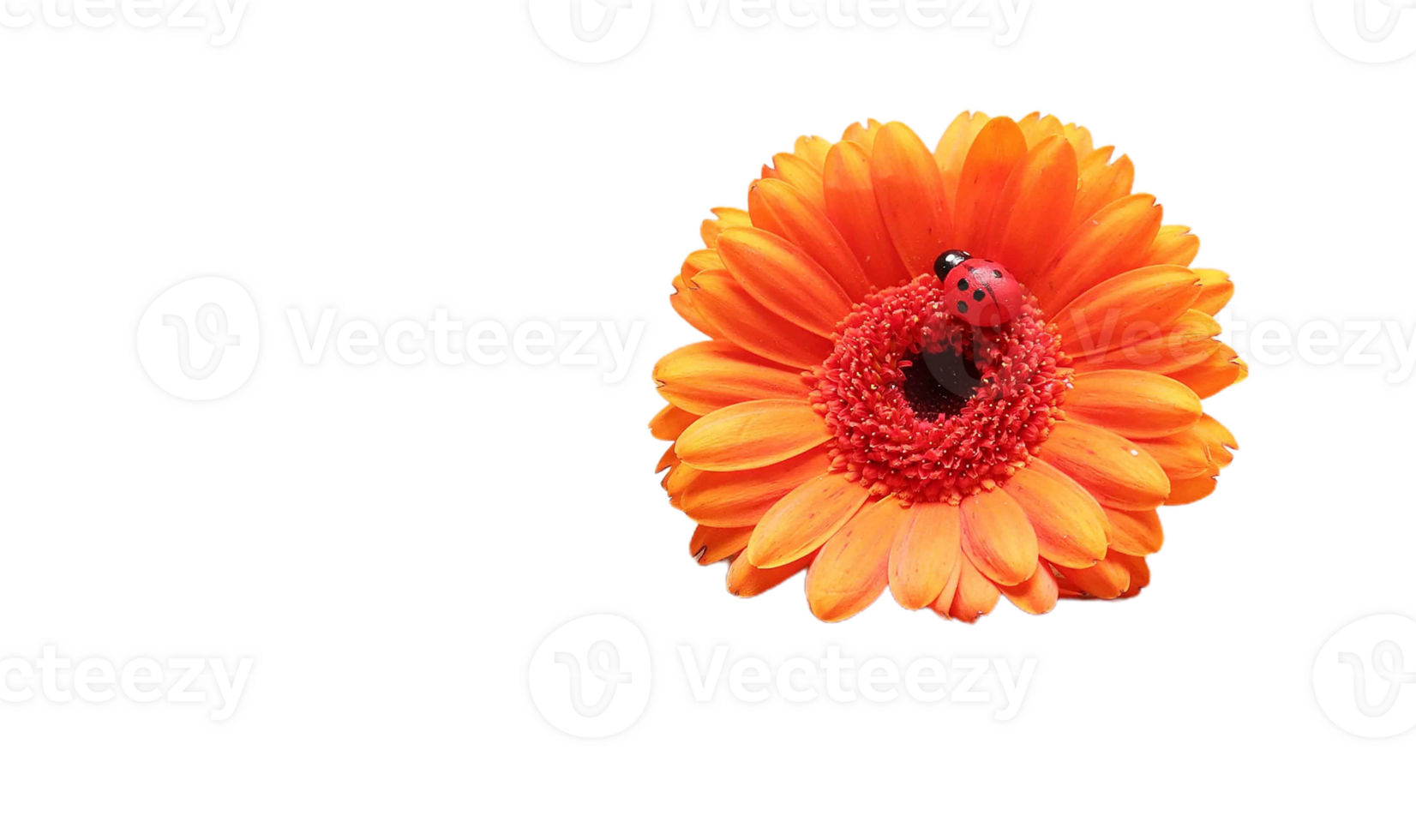 Gerbera png transparent Hintergrund 29720545 PNG Gerbera png transparent Hintergrund 29720545 PNG
