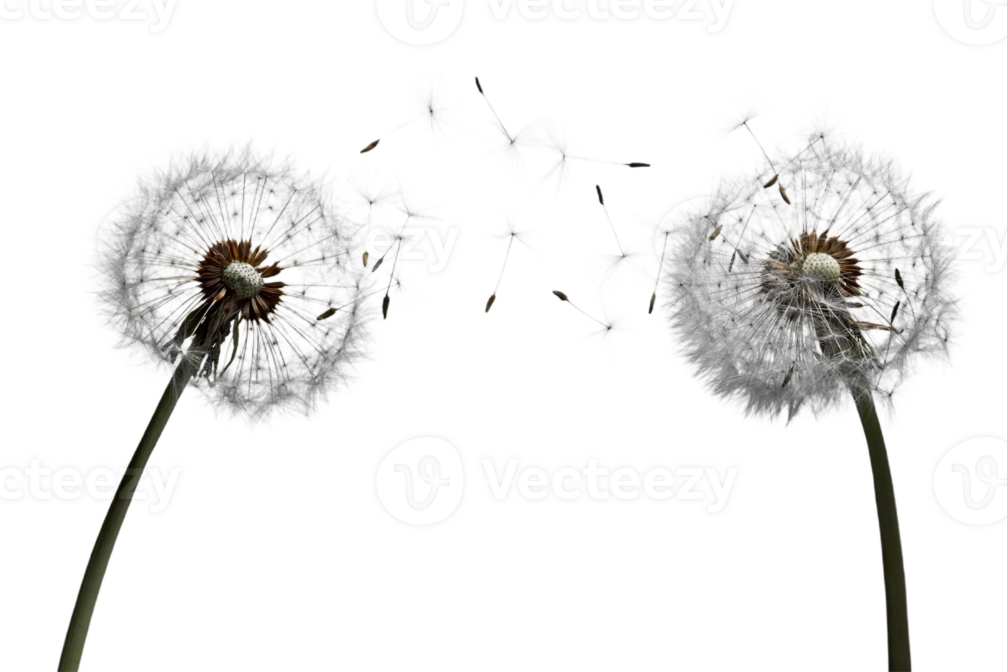 dandelion flower png transparent background 29720601 PNG dandelion flower png transparent background 29720601 PNG