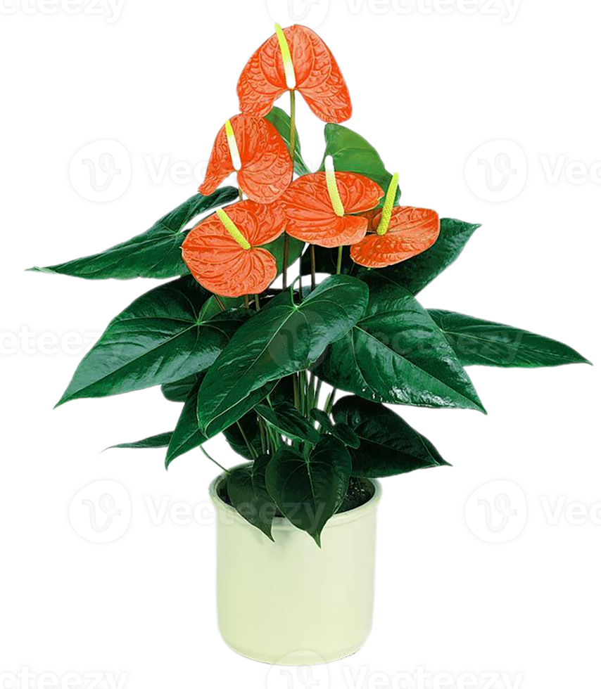 Anthurium Blume png transparent Hintergrund 29721151 PNG Anthurium Blume png transparent Hintergrund 29721151 PNG