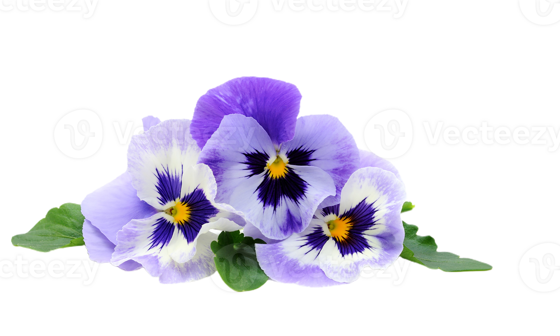 Pansy flower png transparent background 29721320 PNG Pansy flower png transparent background 29721320 PNG