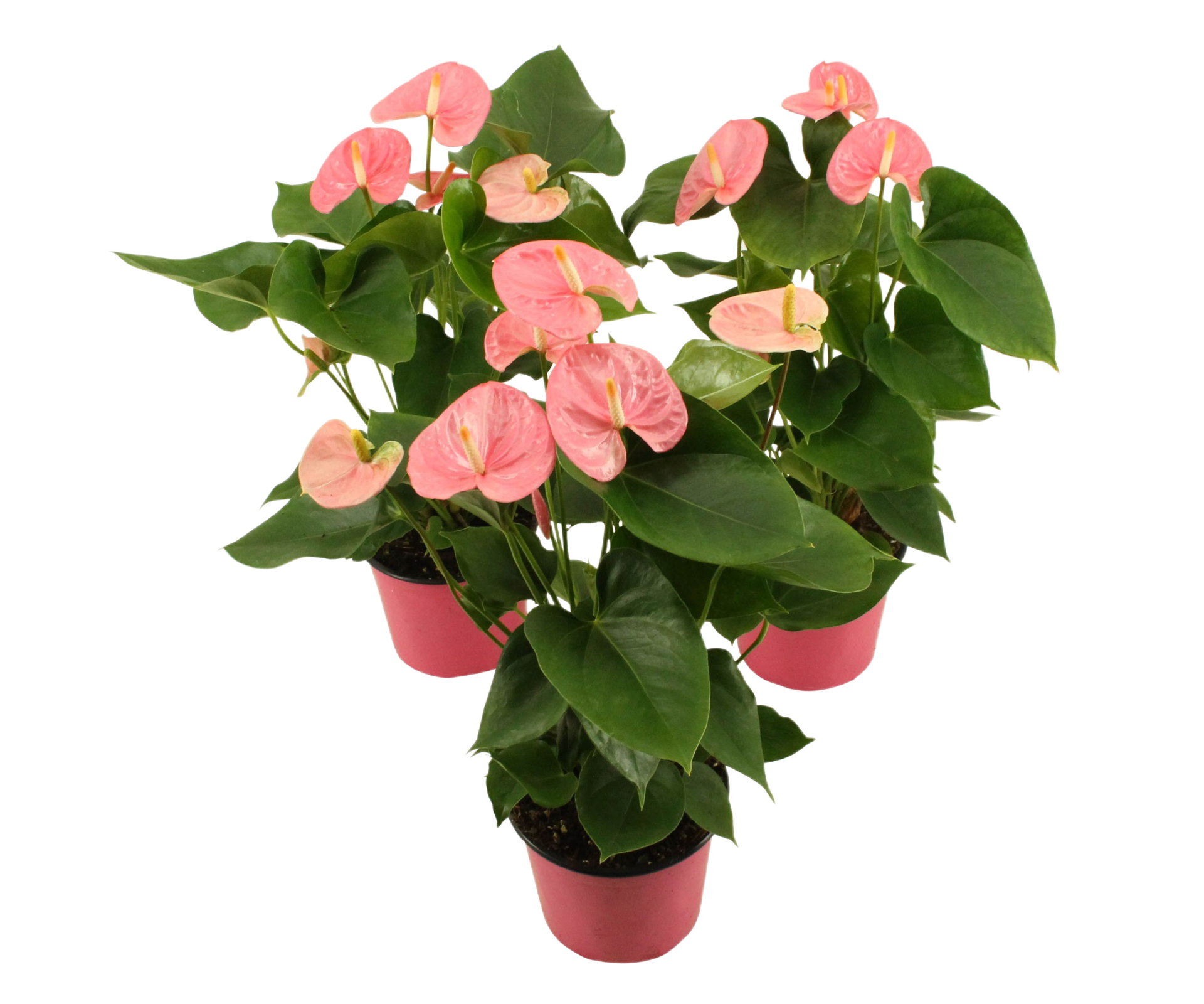 Anthurium Blume png transparent Hintergrund 29721496 PNG Anthurium Blume png transparent Hintergrund 29721496 PNG