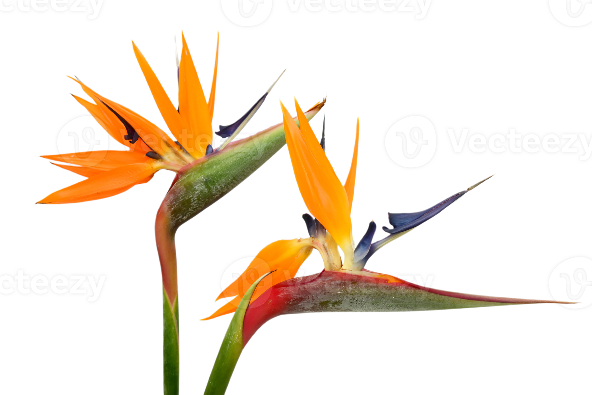 bird of paradise flower png transparent background 29721672 PNG bird of paradise flower png transparent background 29721672 PNG