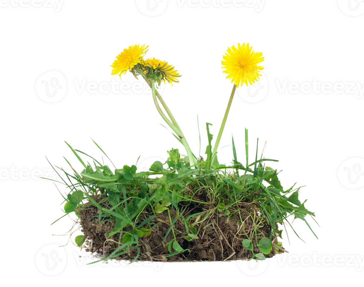 dandelion flower png transparent background 29721688 PNG dandelion flower png transparent background 29721688 PNG