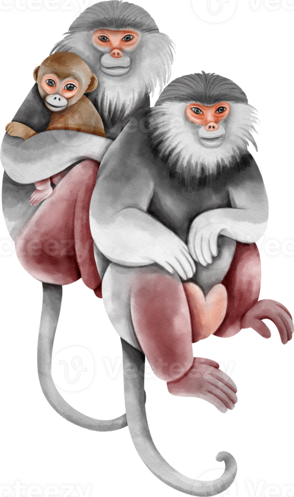 Watercolor Jungle animal. Douc langur Monkey 29725093 PNG