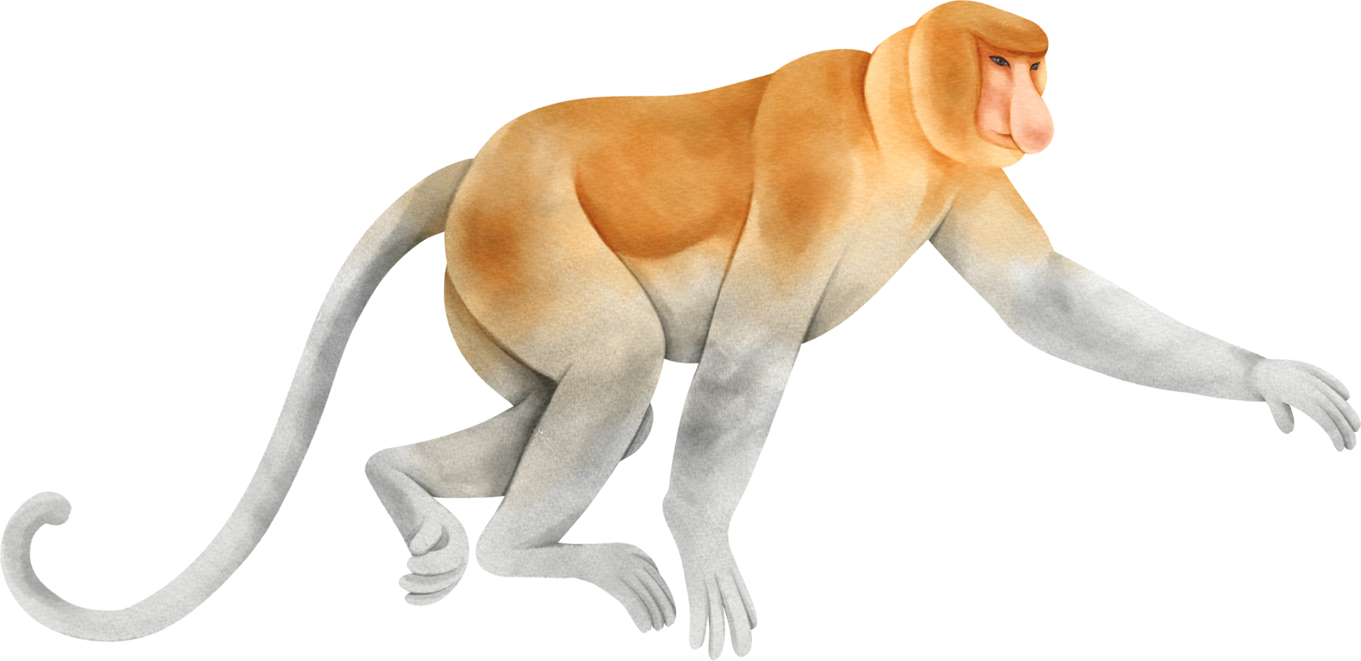 Watercolor wildlife. Proboscis Monkey 29725100 PNG