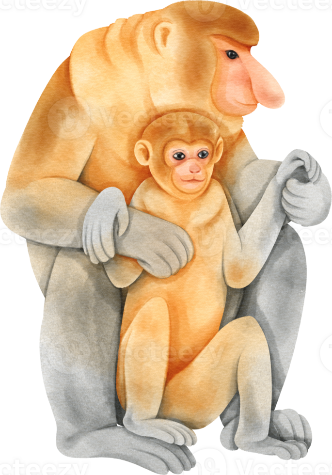 Watercolor jungle wildlife. Proboscis Monkey 29725114 PNG