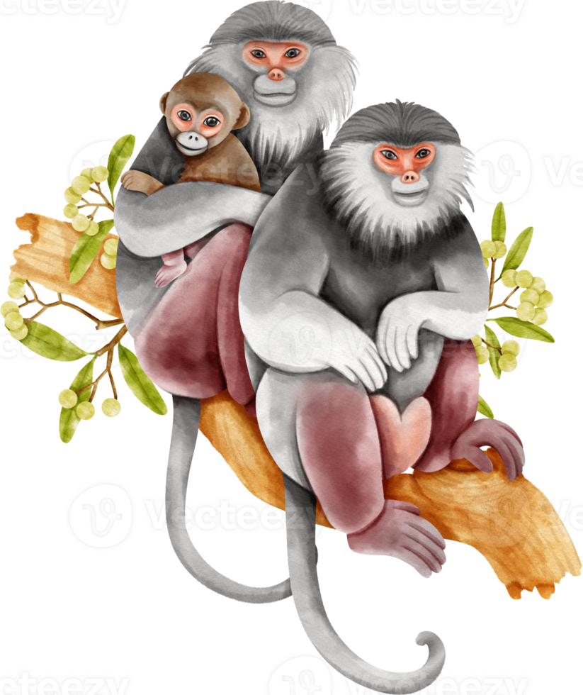 Watercolor wildlife Monkey 29725130 PNG