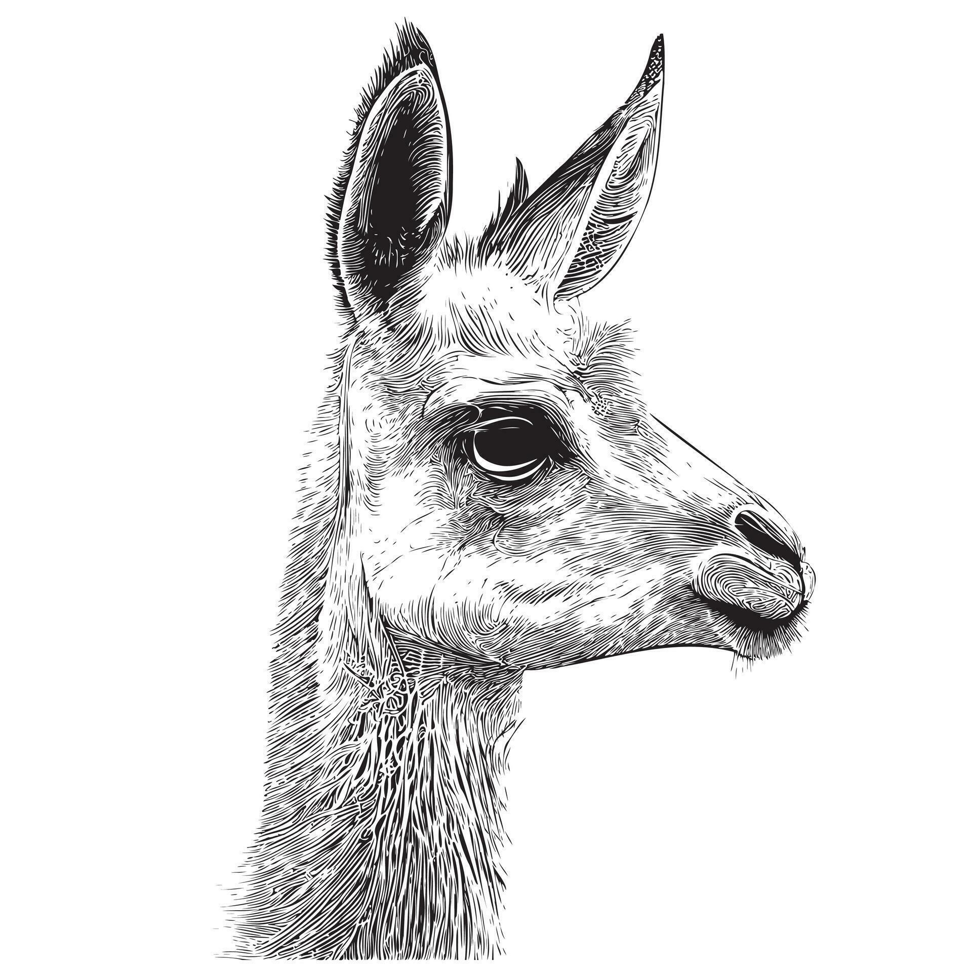 Llama head sketch hand drawn in doodle style Vector illustration ...