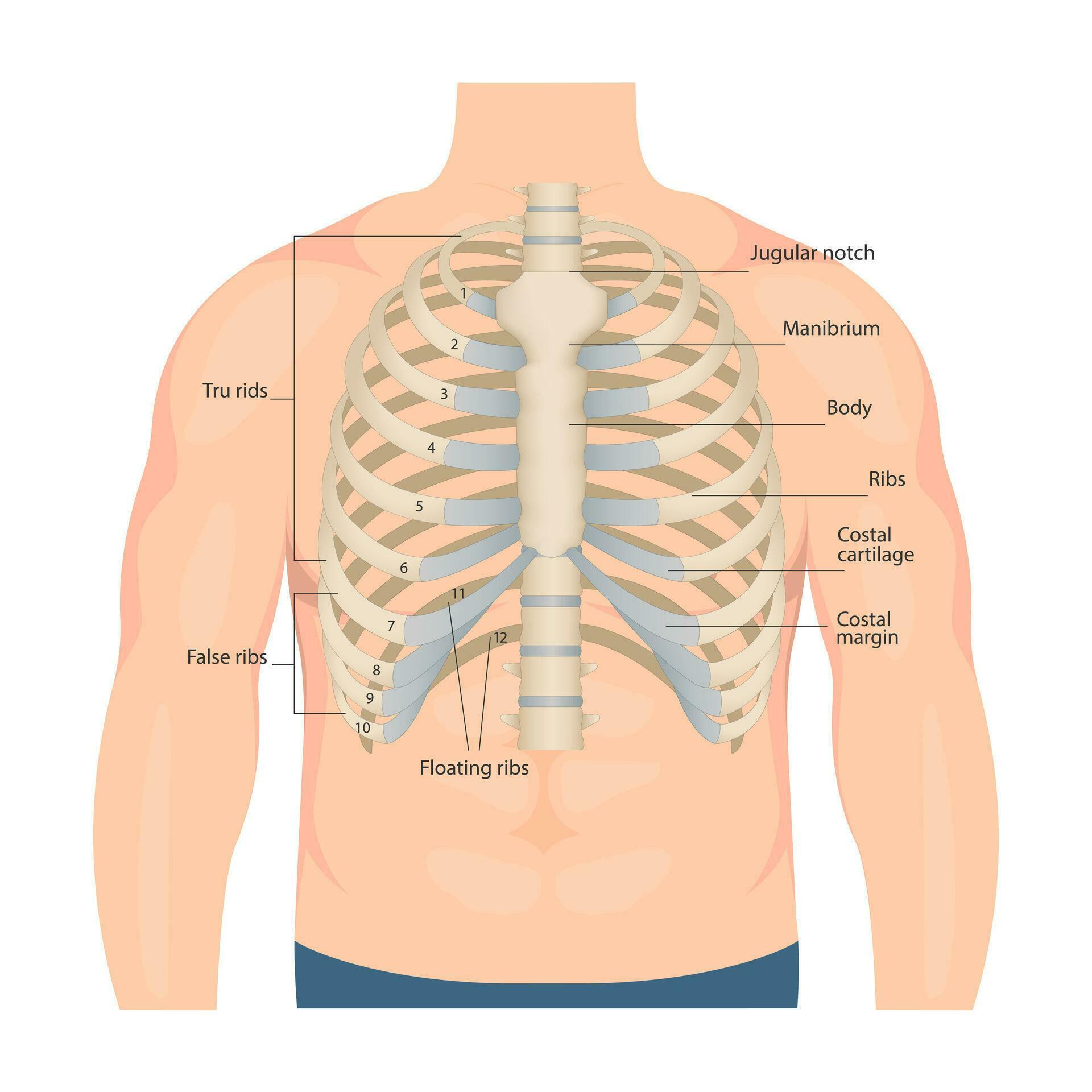 Bones Of The Human Chest Bones Of The Chest With The Name And