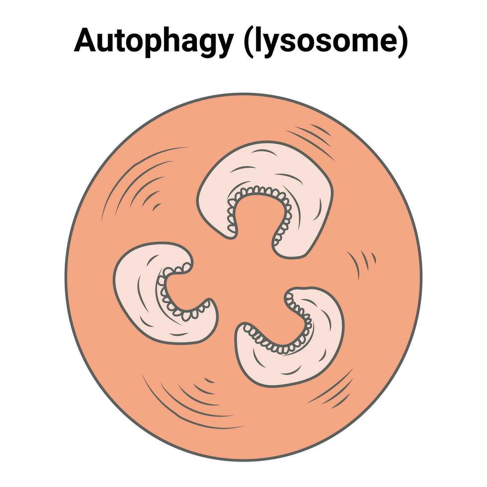 Autophagy Lysosome Science Design Vector Illustration 29778887 Vector ... Autophagy Lysosome Science Design Vector Illustration 29778887 Vector ...