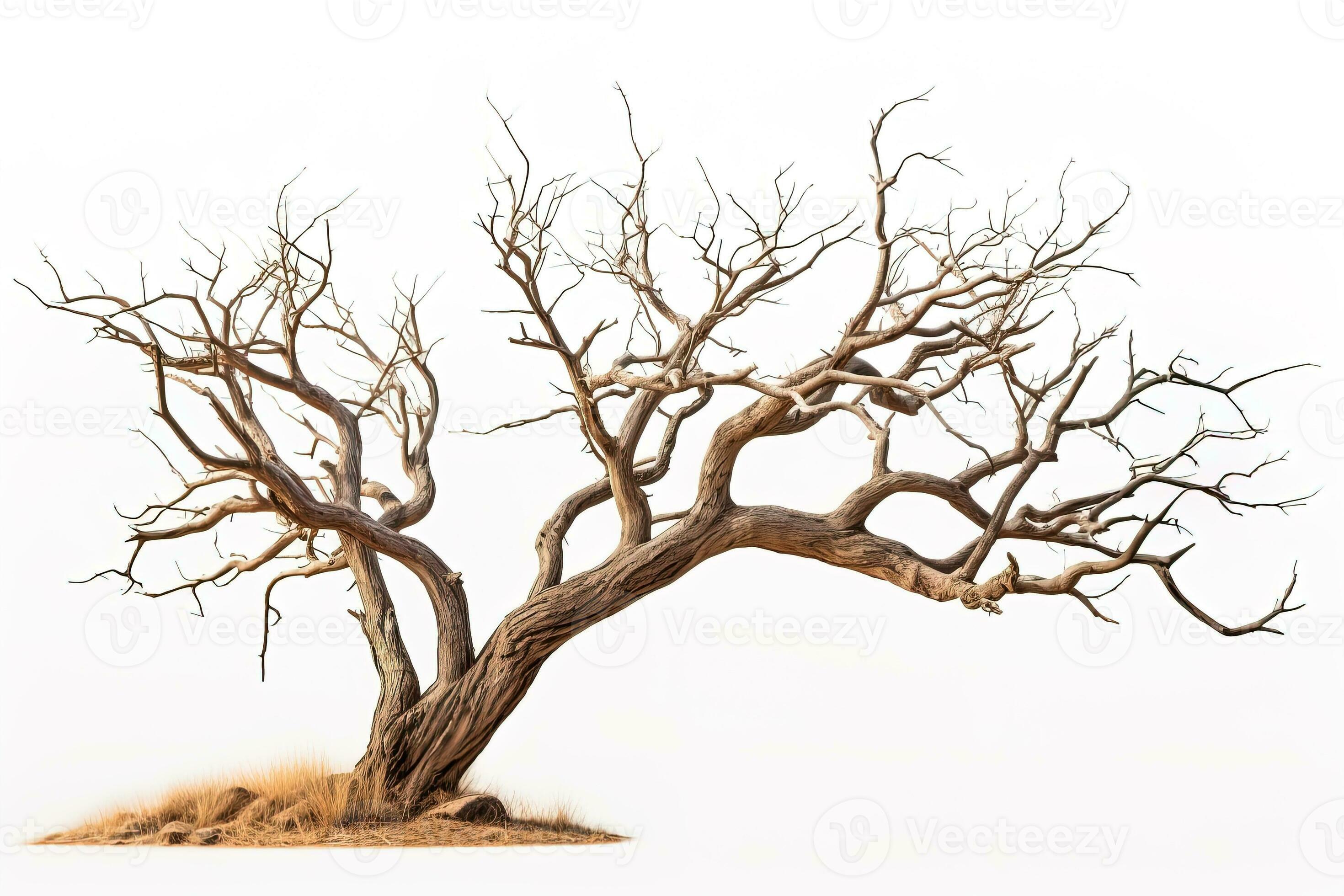 dry tree without leaves isolated on white background 29784867 Stock Photo at Vecteezy