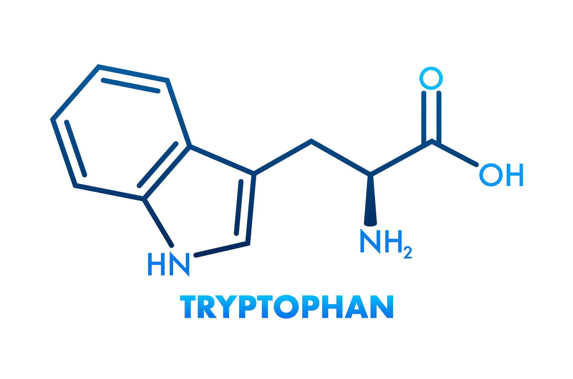Tryptophan Formula Tryptophan Or L Tryptophan Trp W Amino Acid Molecule 29897492 Vector Art