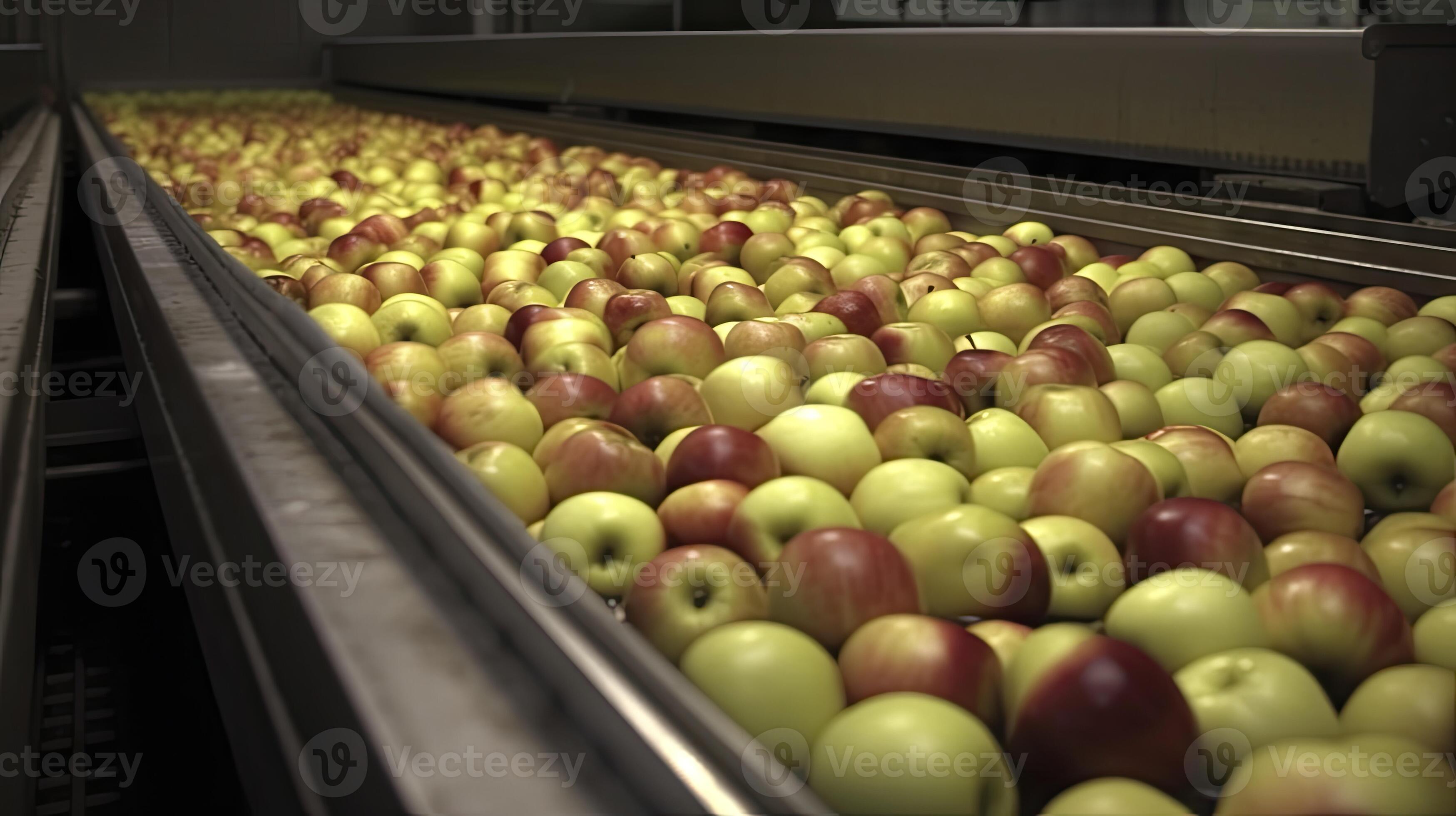 Freshly Harvested Apples in a Modern Food Processing Facility Ready for Automated Packing ...