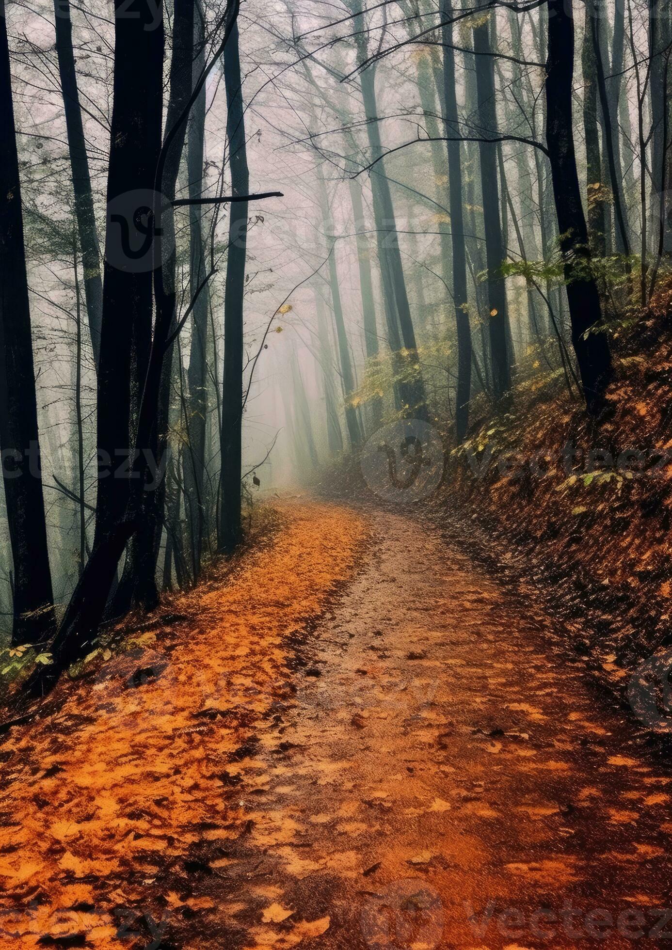 autumn leaves orange tranquility grace landscape zen harmony calmness unity harmony photography ...