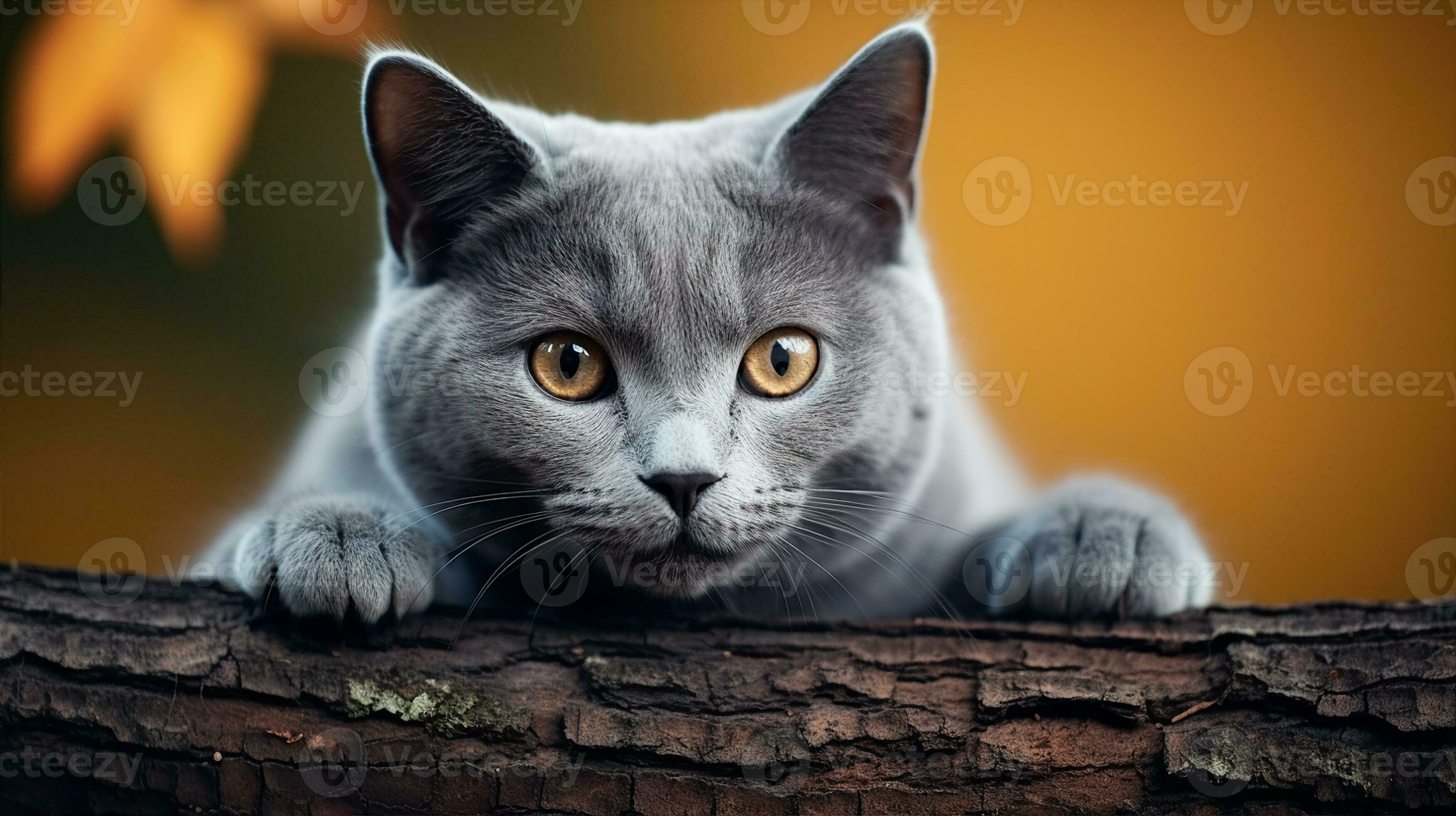 Portrait of a Chartreux cat, its dense blue - grey coat matching its ...
