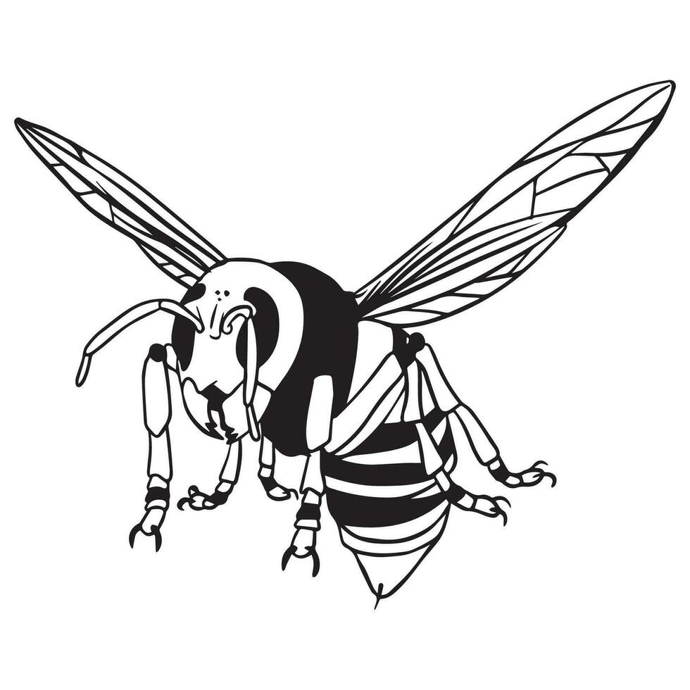 Outline Art Killer Bee 30201724 Vector Art At Vecteezy