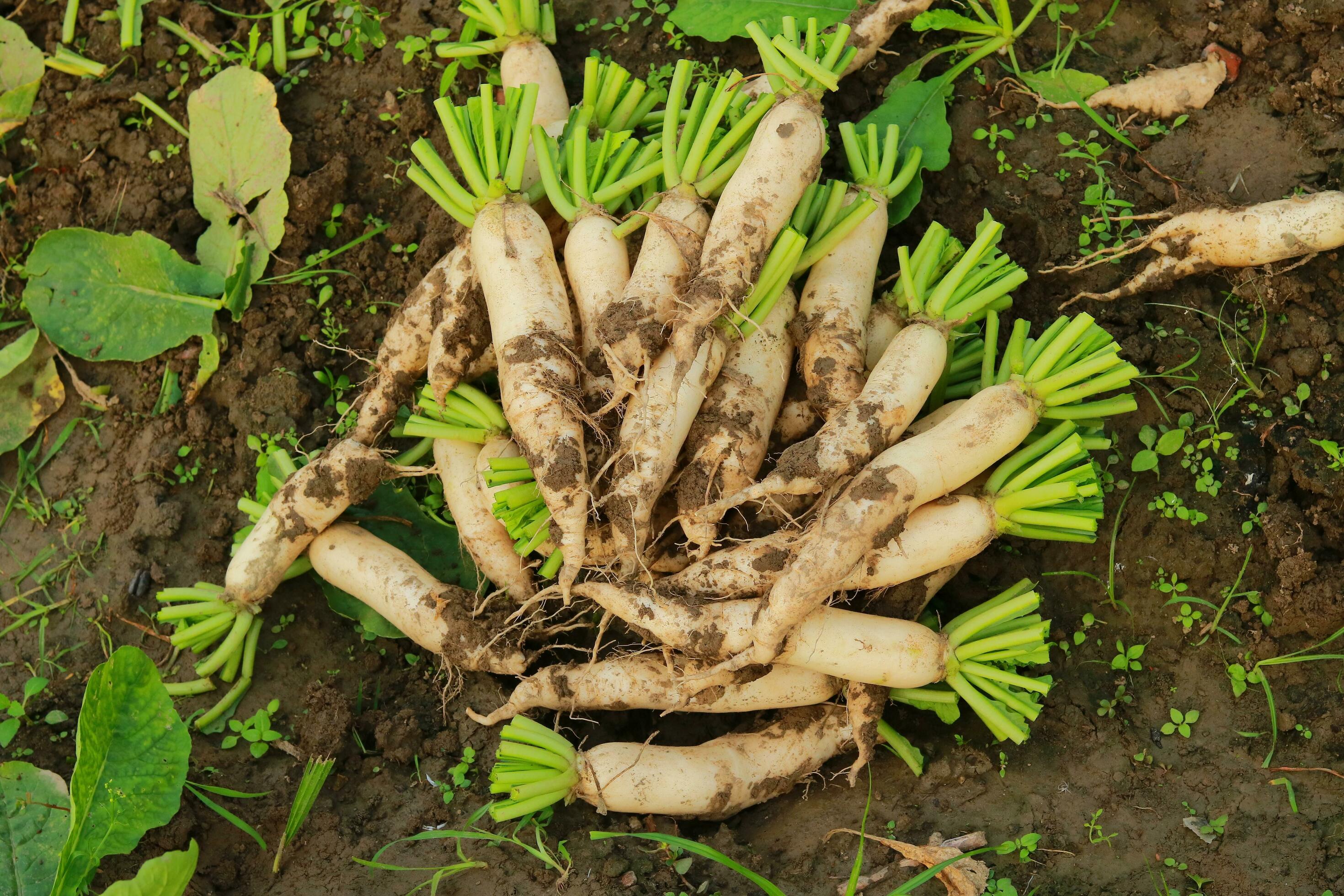 Fresh white radish in the farmland, Harvesting the white radishes, Fresh radishes in the garden ...