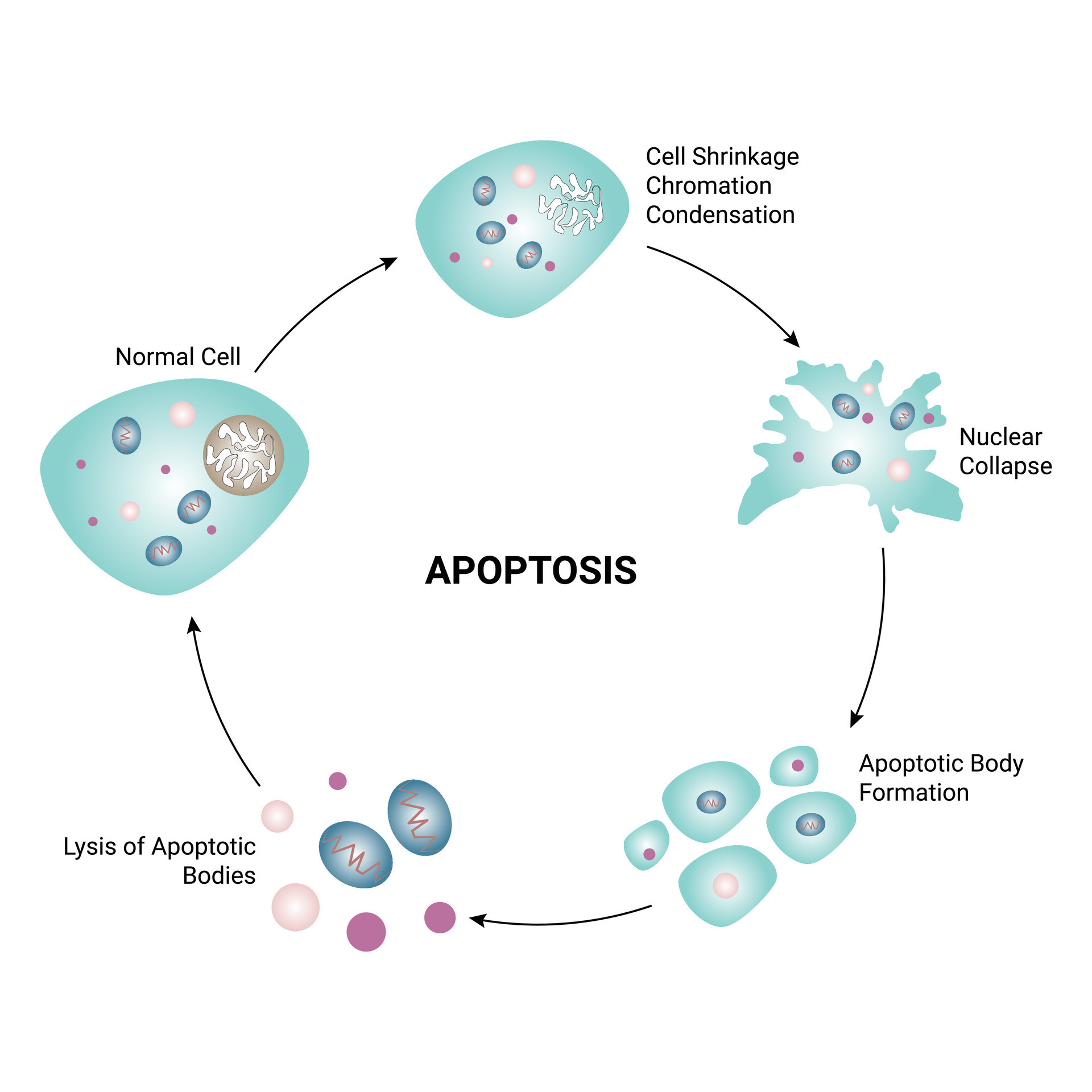 Apoptosis Science Design Vector Illustration 30339959 Vector Art at Vecteezy