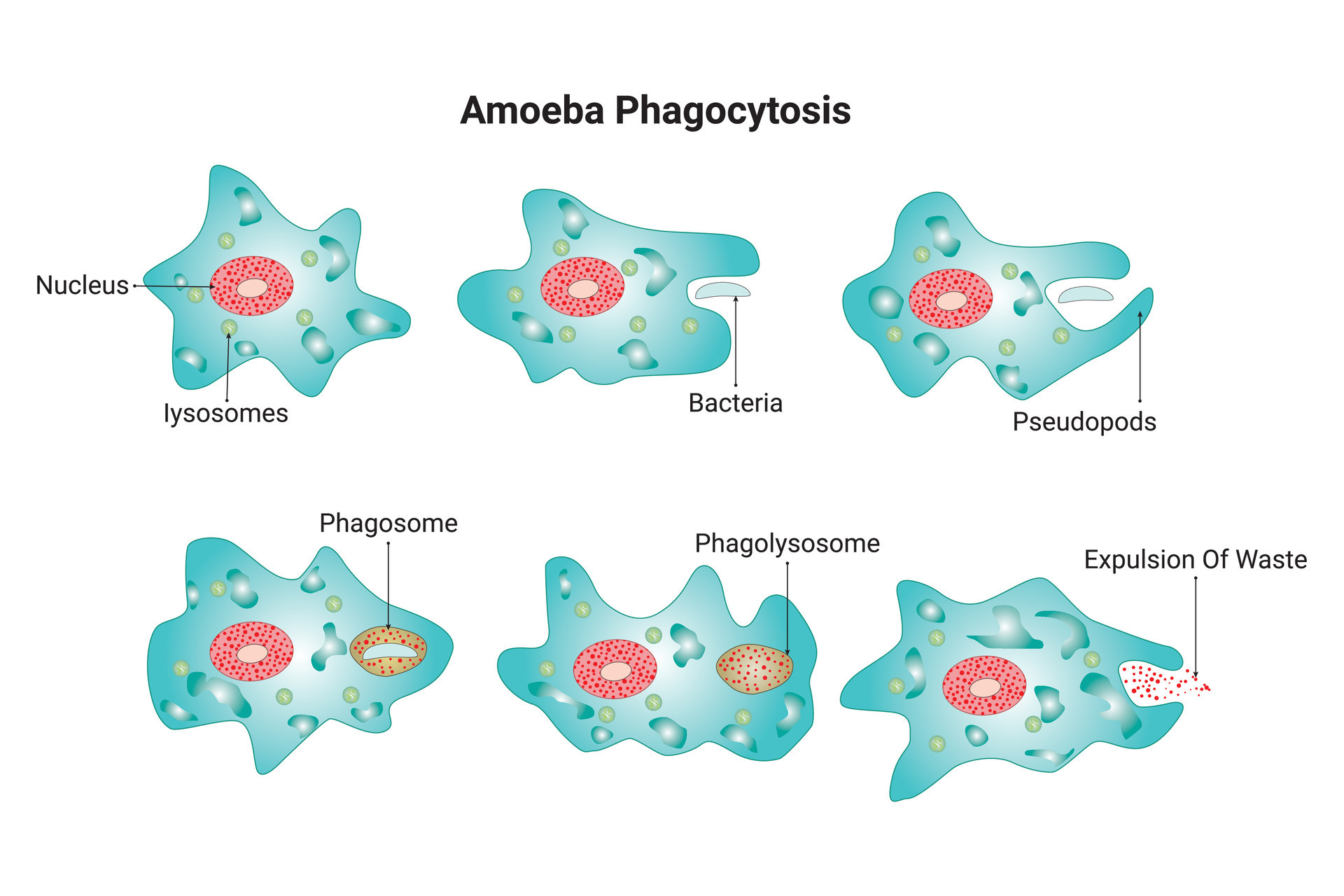 Amoeba Phagocytosis Science Design Vector Illustration 30339963 Vector Art at Vecteezy
