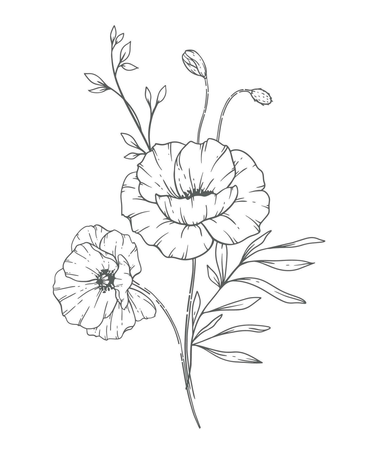 Poppy Line Art. Poppy outline Illustration. August Birth Month Flower. Poppy outline isolated on ...