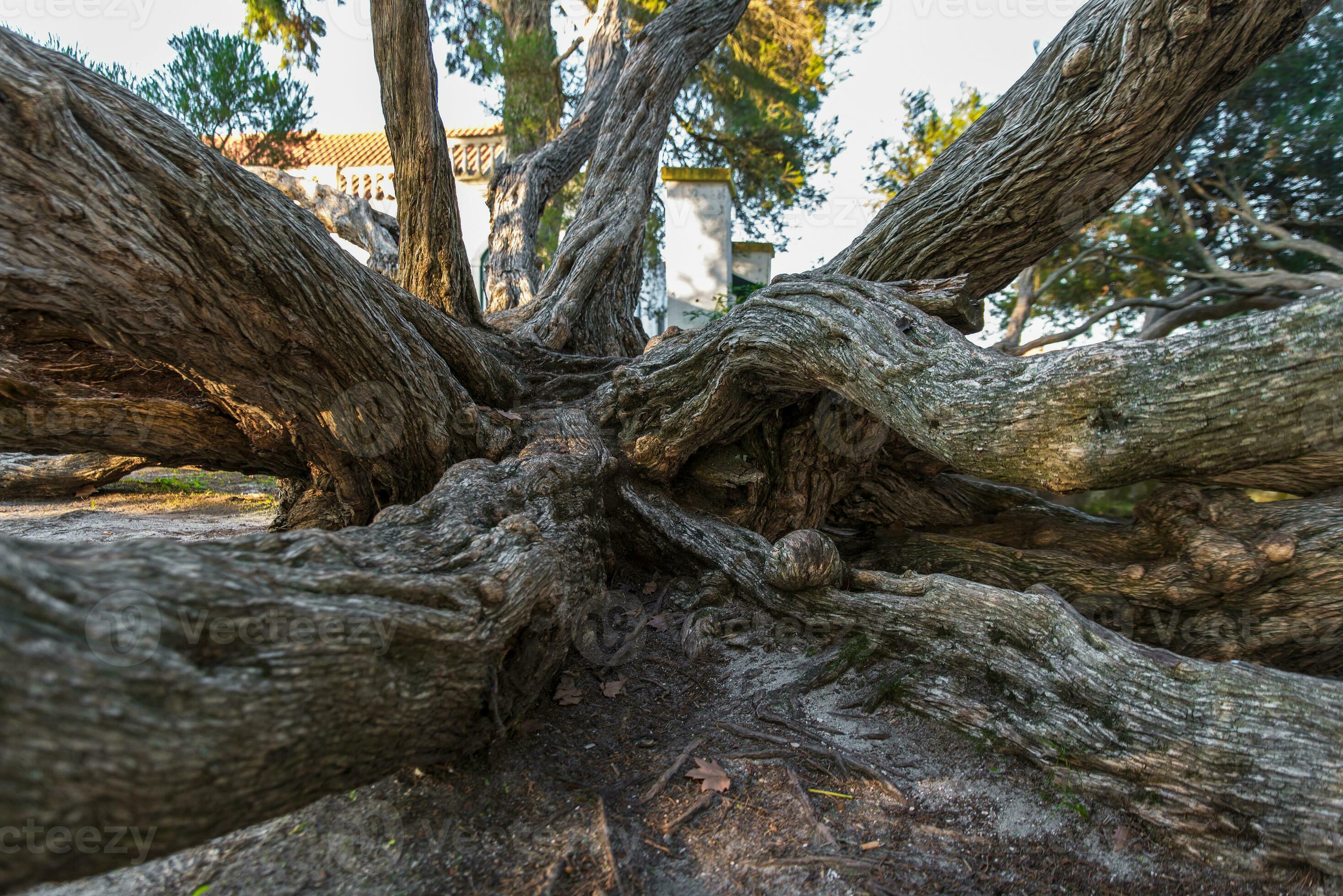 Melaleuca Armillaris is a very large tree, with large branches ...