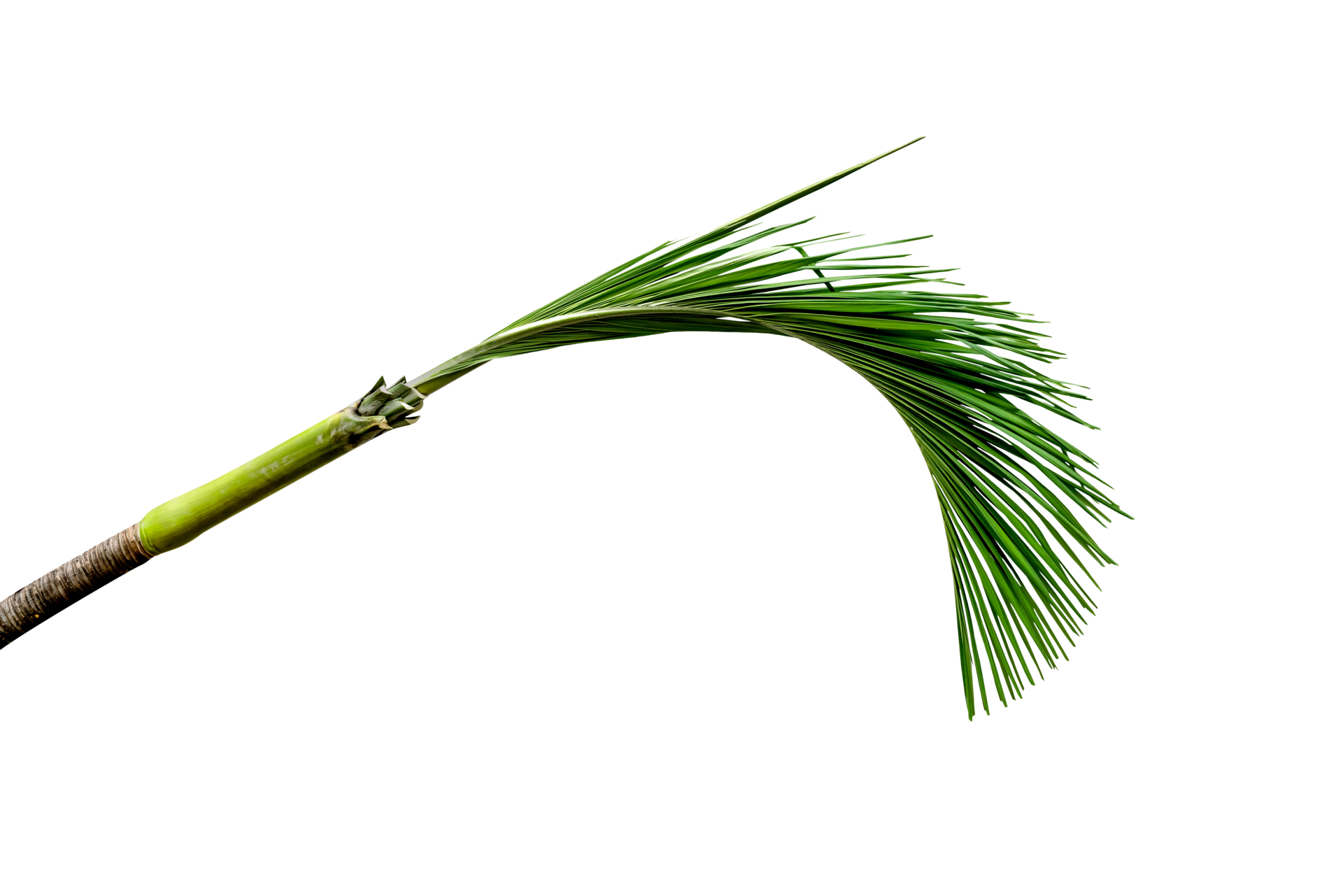 Green Leaves Pattern Leaf Palm And Trunk Tree Isolated 30558095 Png