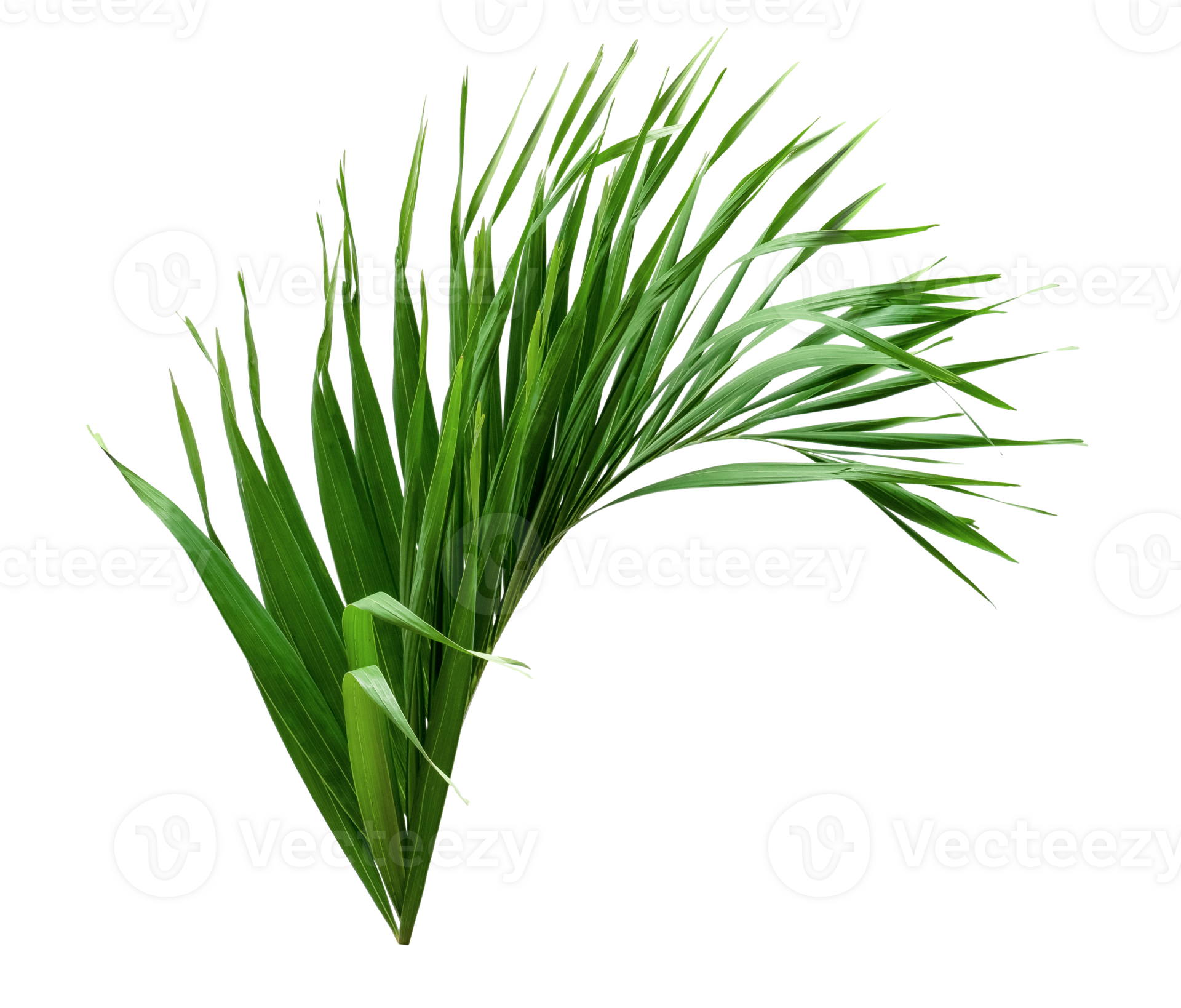 Green Leaves Pattern Leaf Palm Tree Isolated 30558113 Png