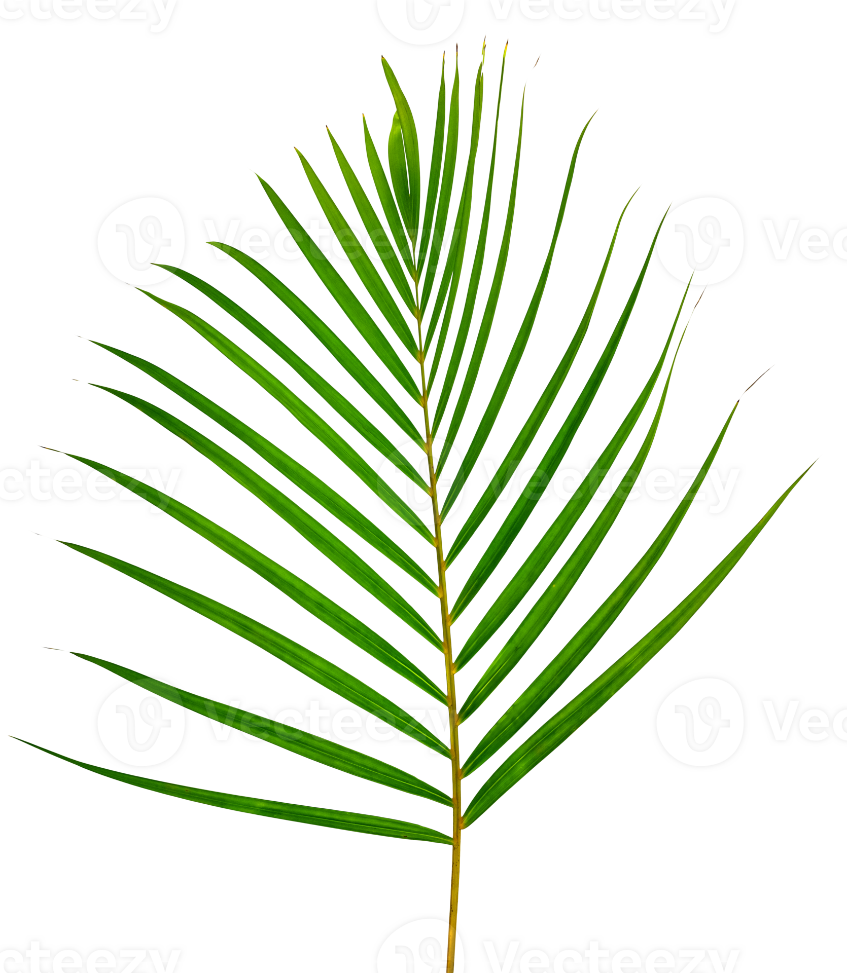 Green Leaves Pattern Leaf Palm Tree Isolated 30558120 Png