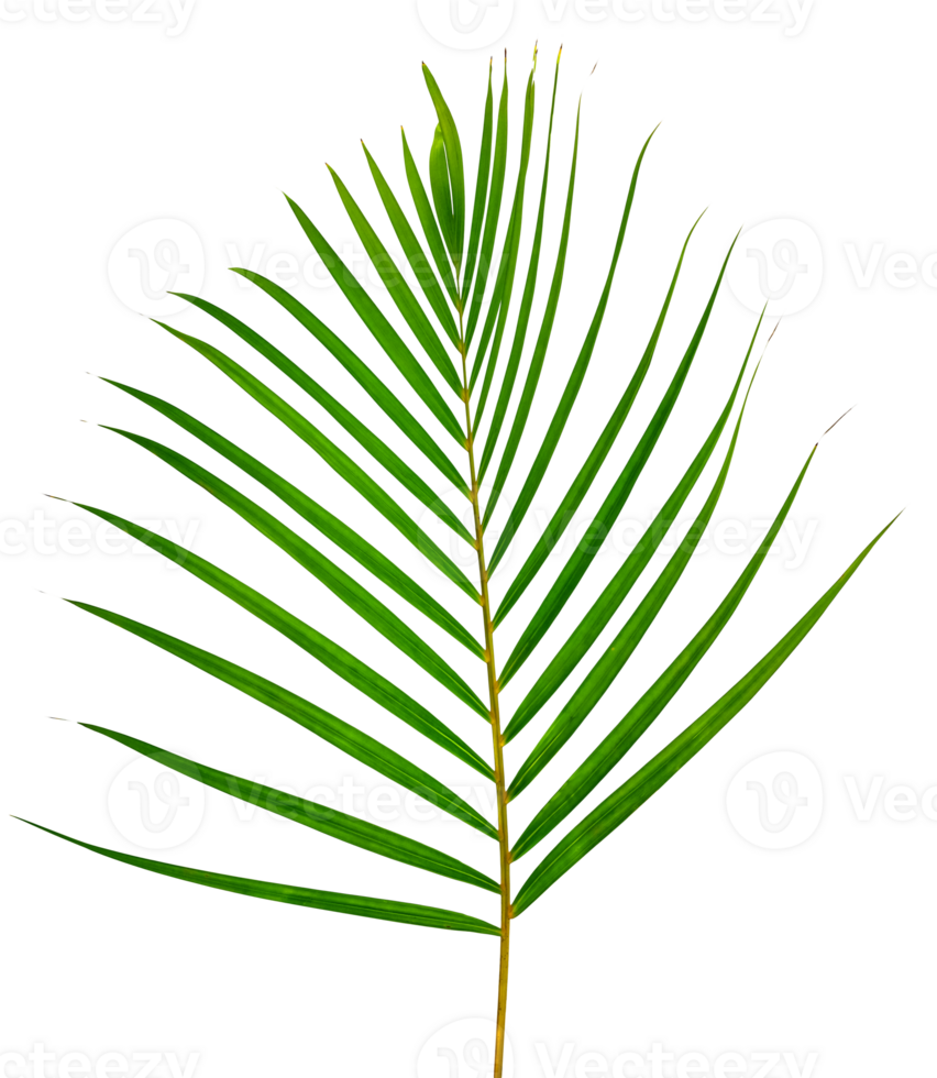 Green Leaves Pattern Leaf Palm Tree Isolated 30558120 Png
