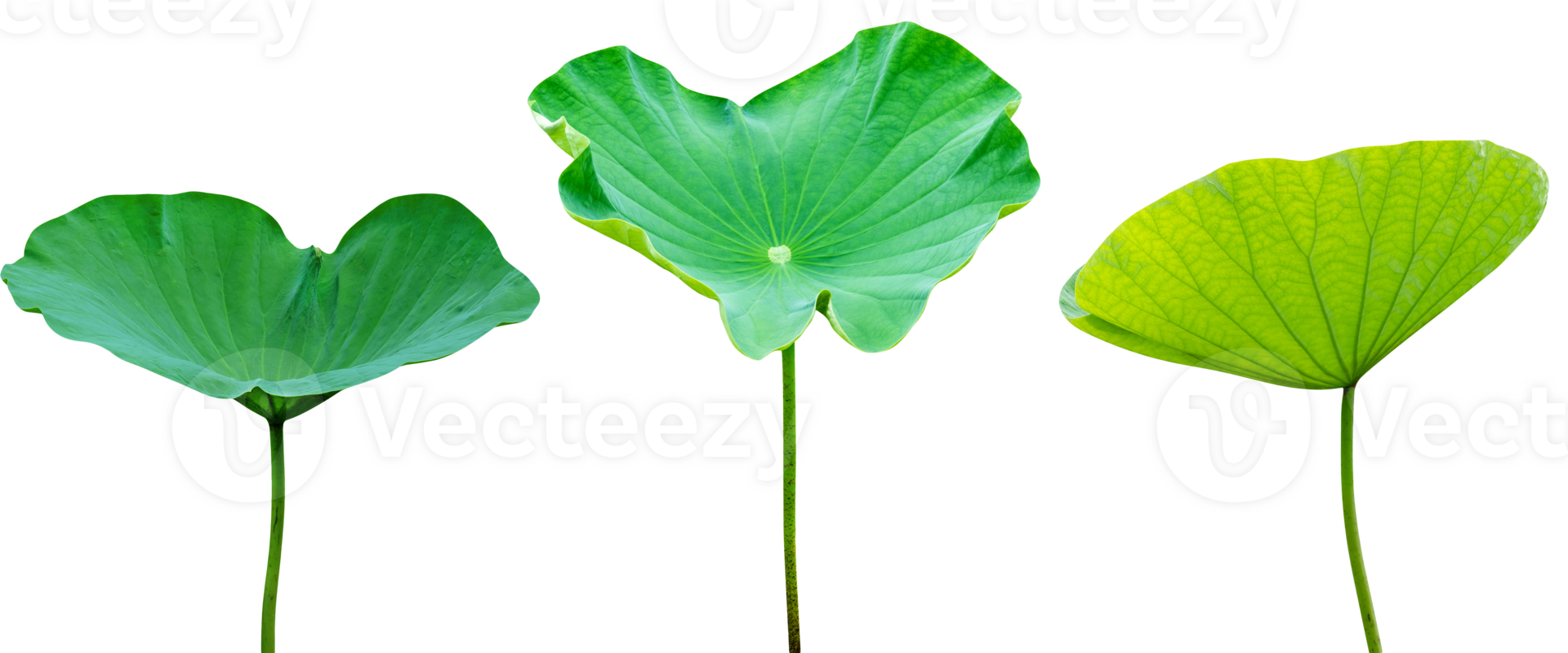Green Leaves Patternleaf Lotus Isolated 30558127 Png