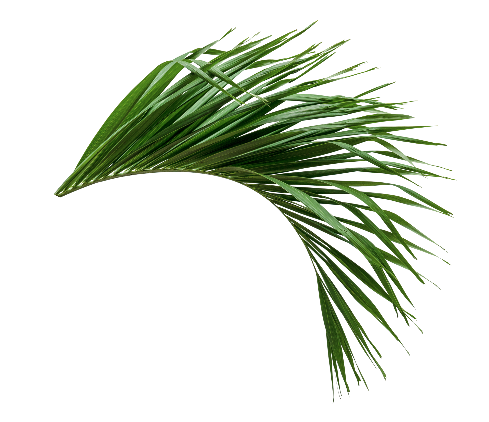 Green Leaves Pattern Leaf Palm Tree Isolated 30558128 Png