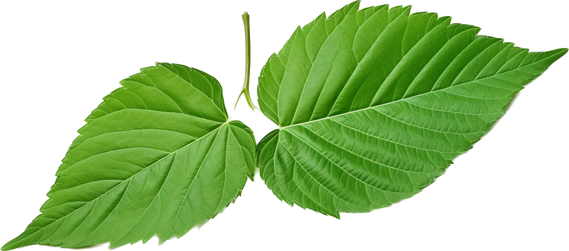 Leaf Png With Ai Generated 30571629 Png
