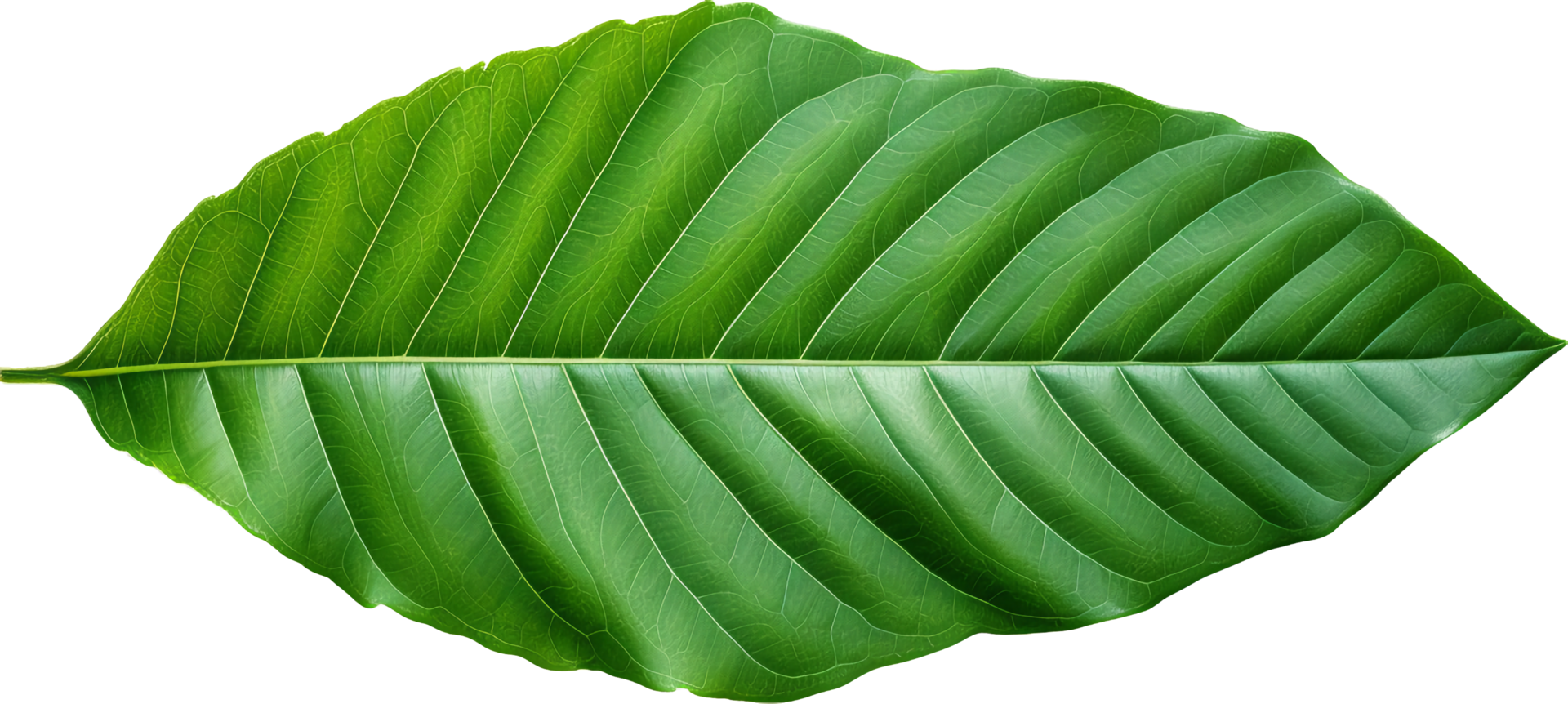 Leaf Png With Ai Generated 30572428 Png