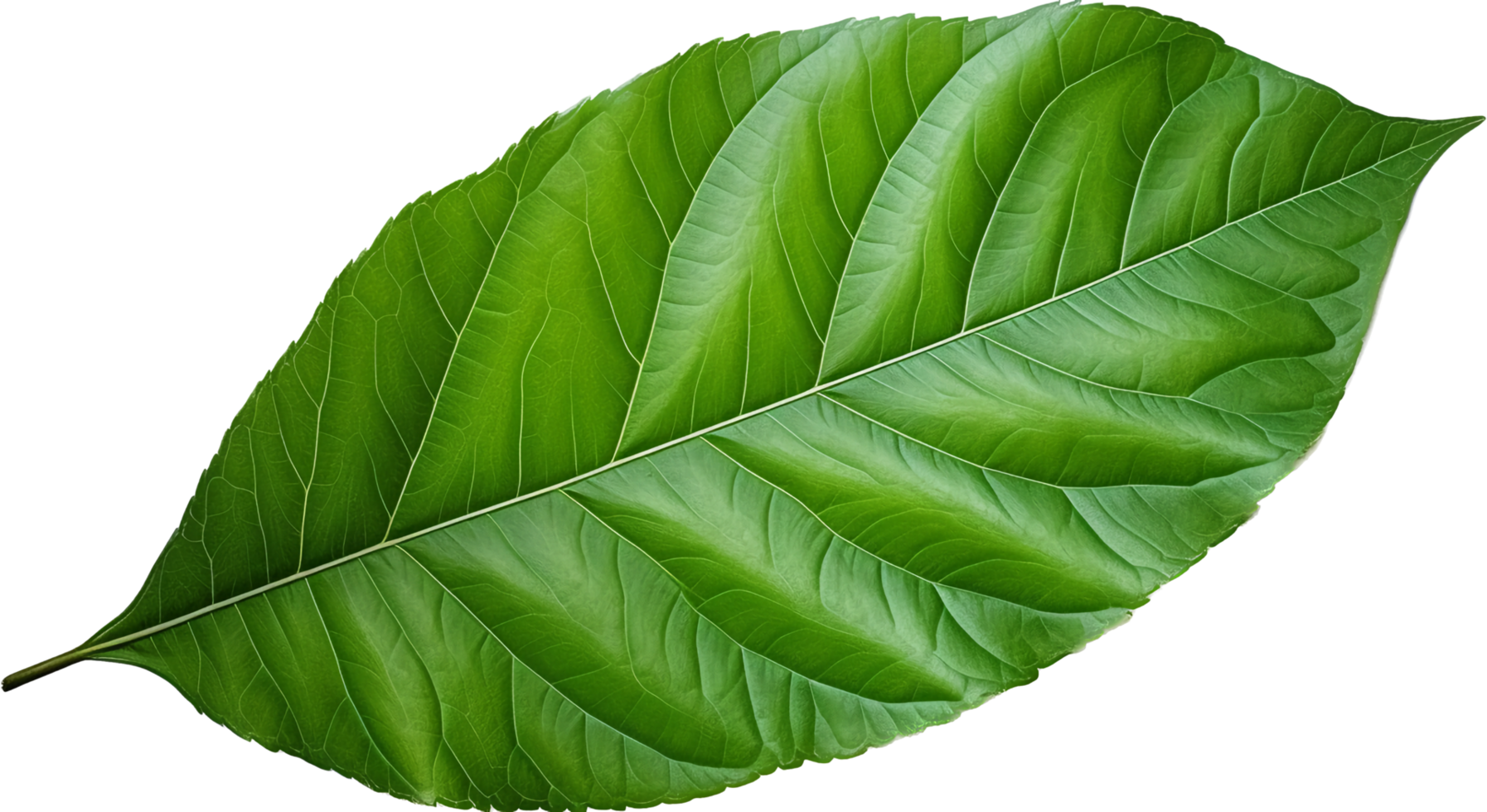 Leaf Png With Ai Generated 30581305 Png