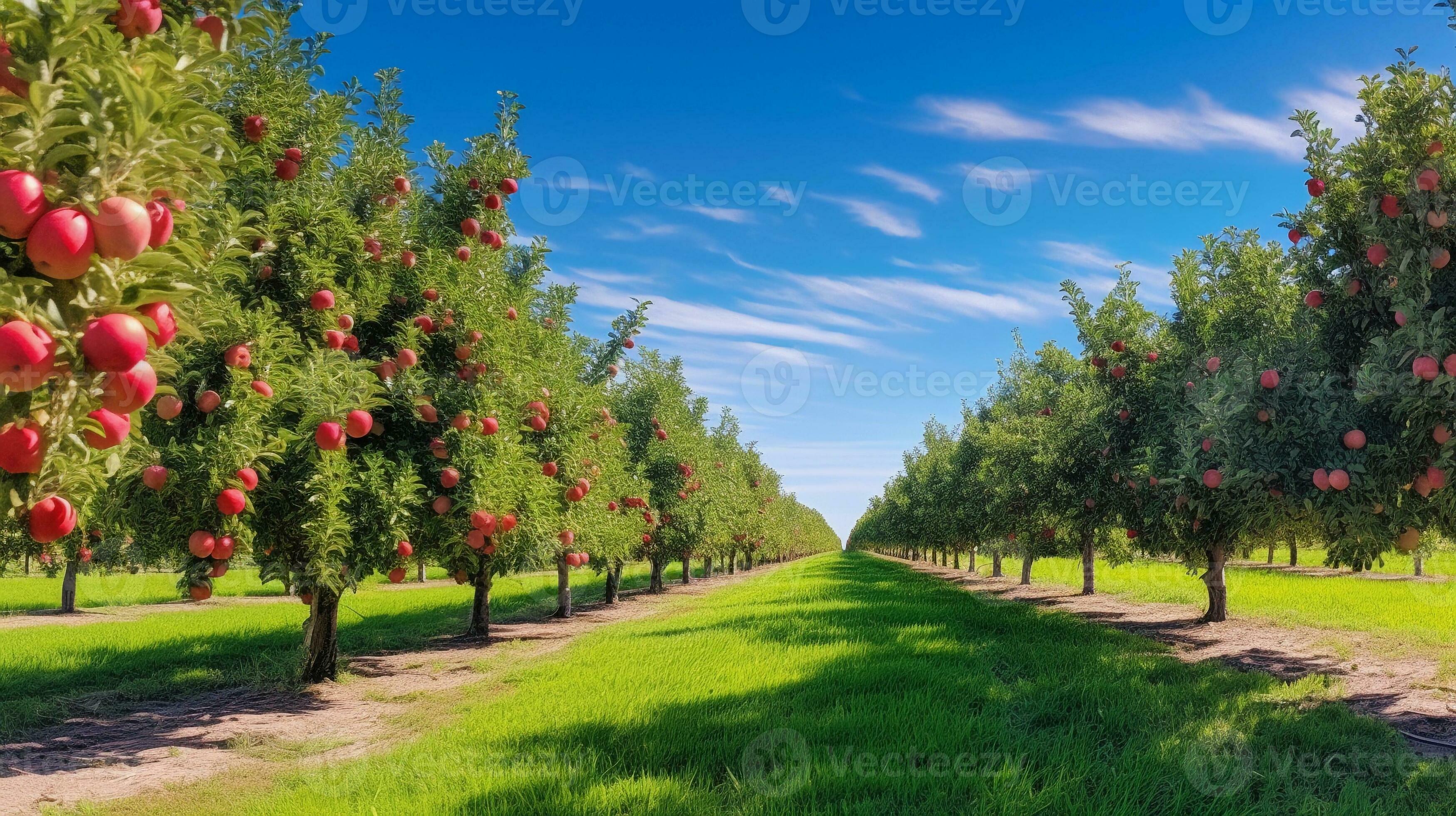 A panoramic view of an apple orchard with rows of trees laden with both red and green apples ...