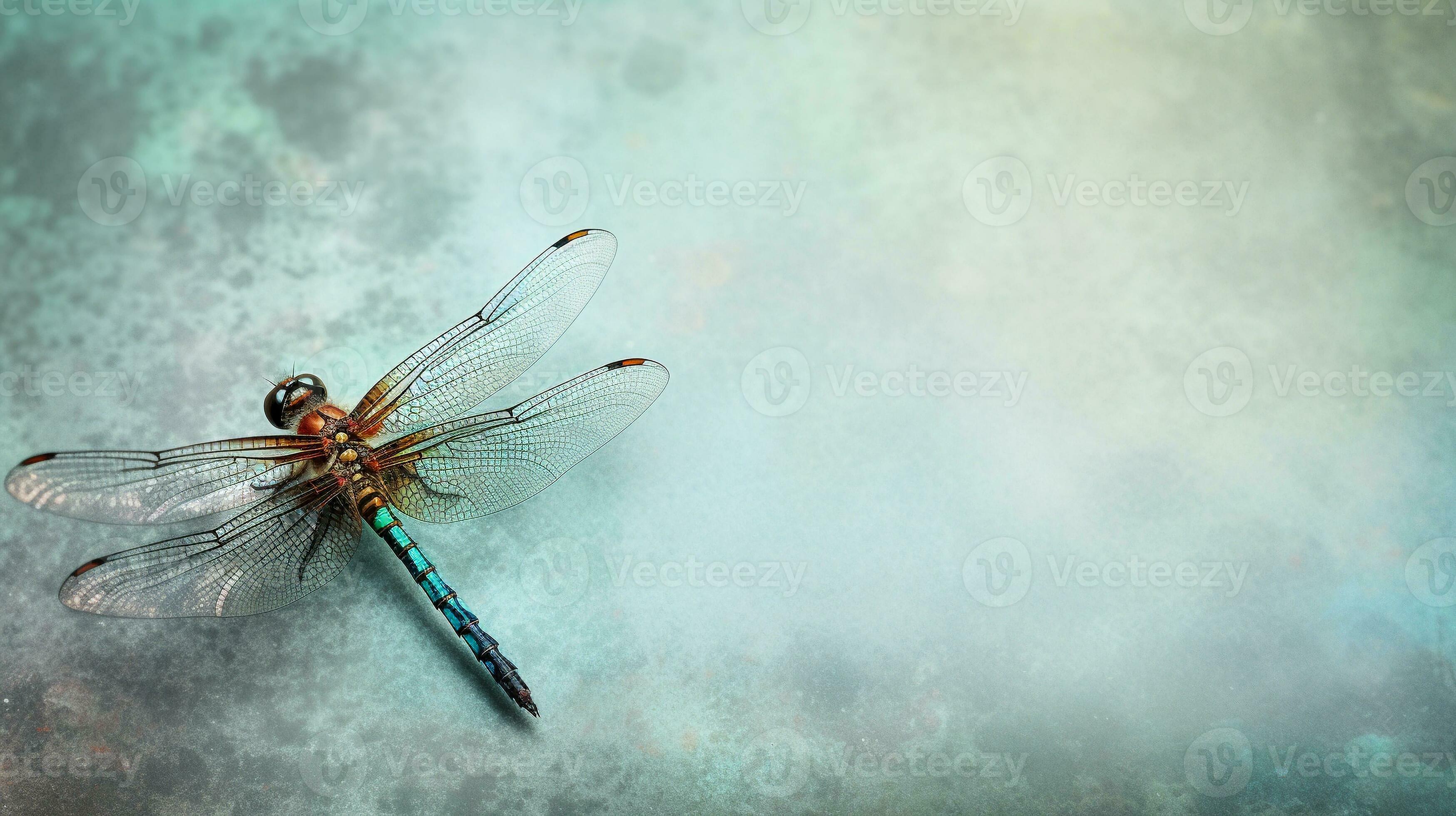 Close-up of dragonfly with textured background and huge space for text ...