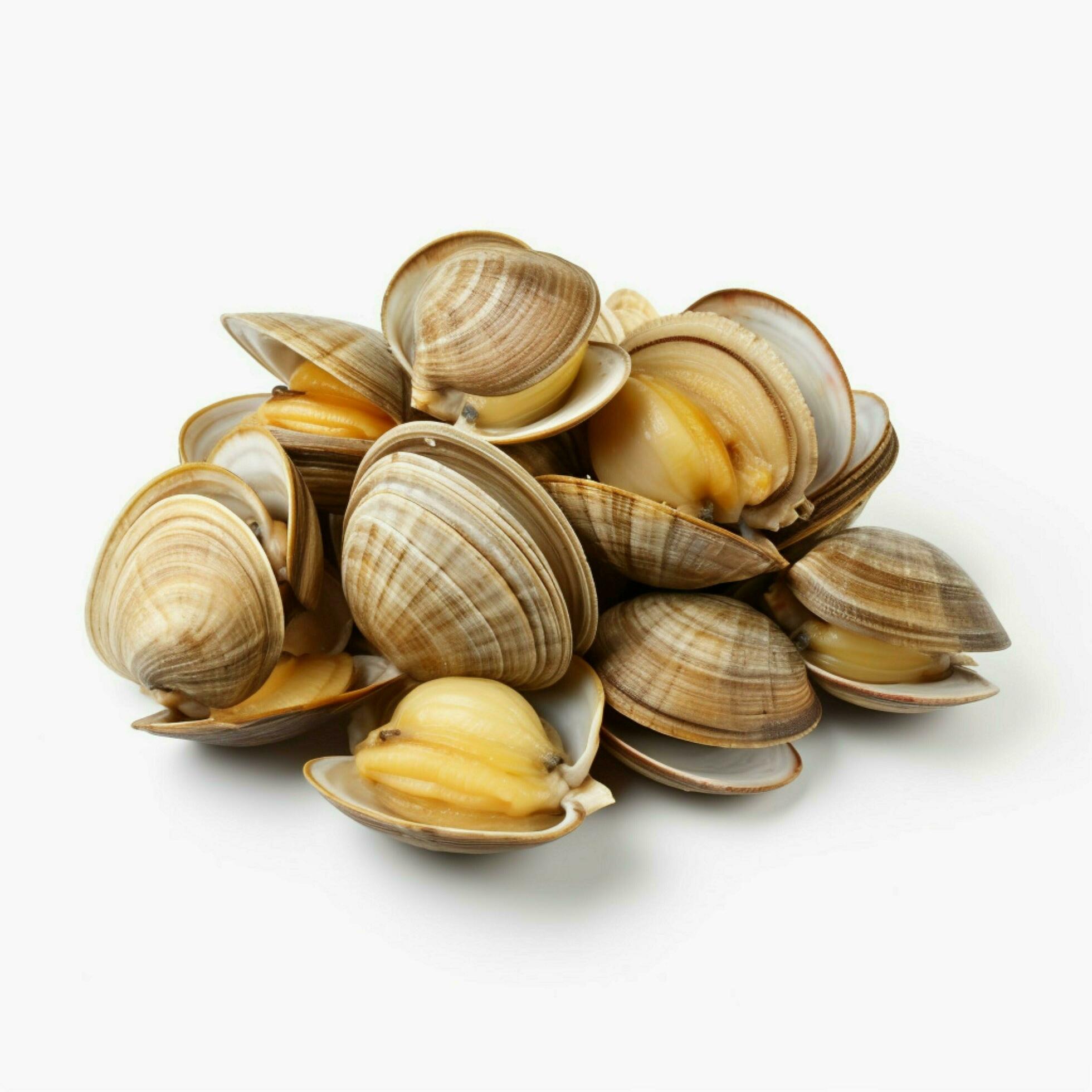 photo of clams with no background with white back 30672437 Stock Photo ...