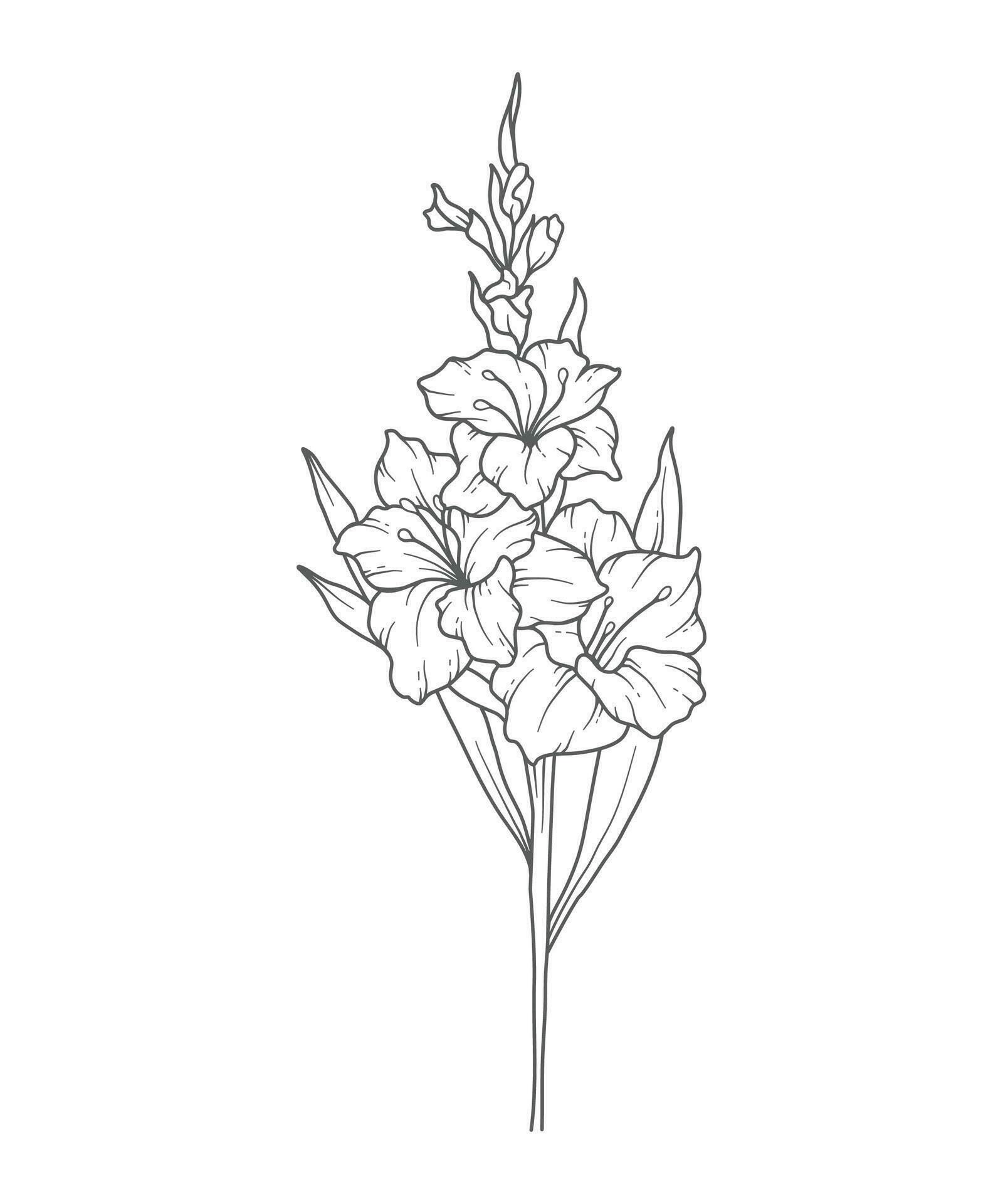 Gladiolus Line Art Gladiolus Outline Illustration August Birth Month