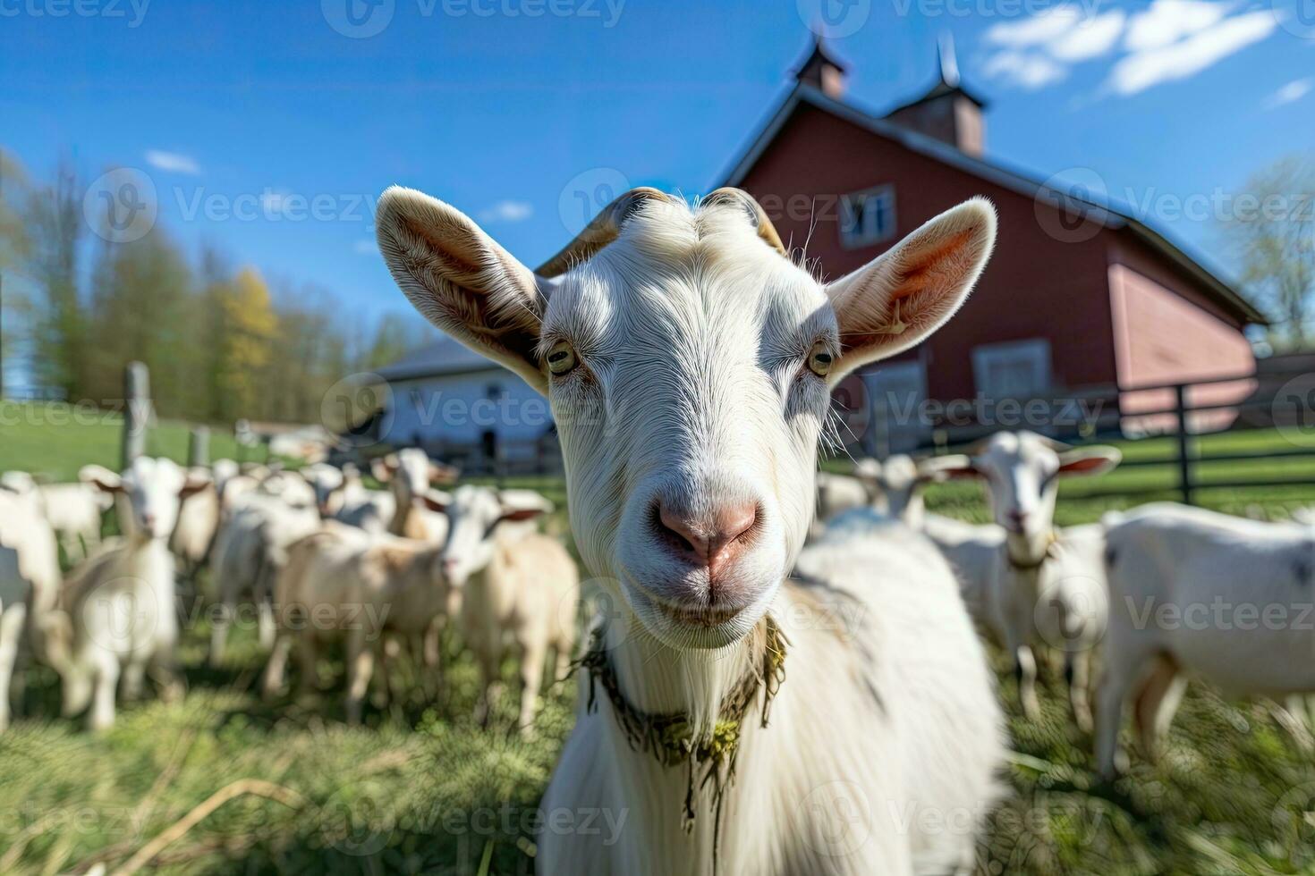 Goat Farm Stock Photos, Images and Backgrounds for Free Download
