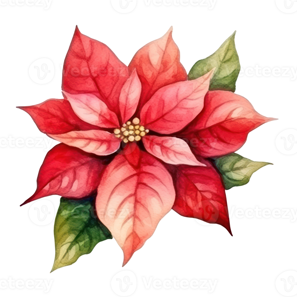 Watercolor Poinsettia Flower Isolated 30768551 Png