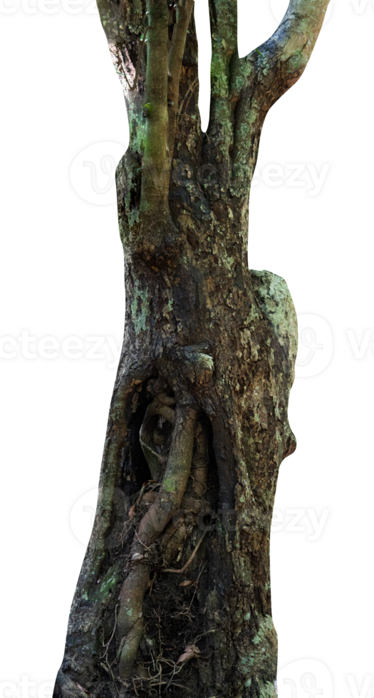 Old Tree Trunk With Moss Isolated 30816552 PNG old-tree-trunk-with-moss-isolated-30816552-png