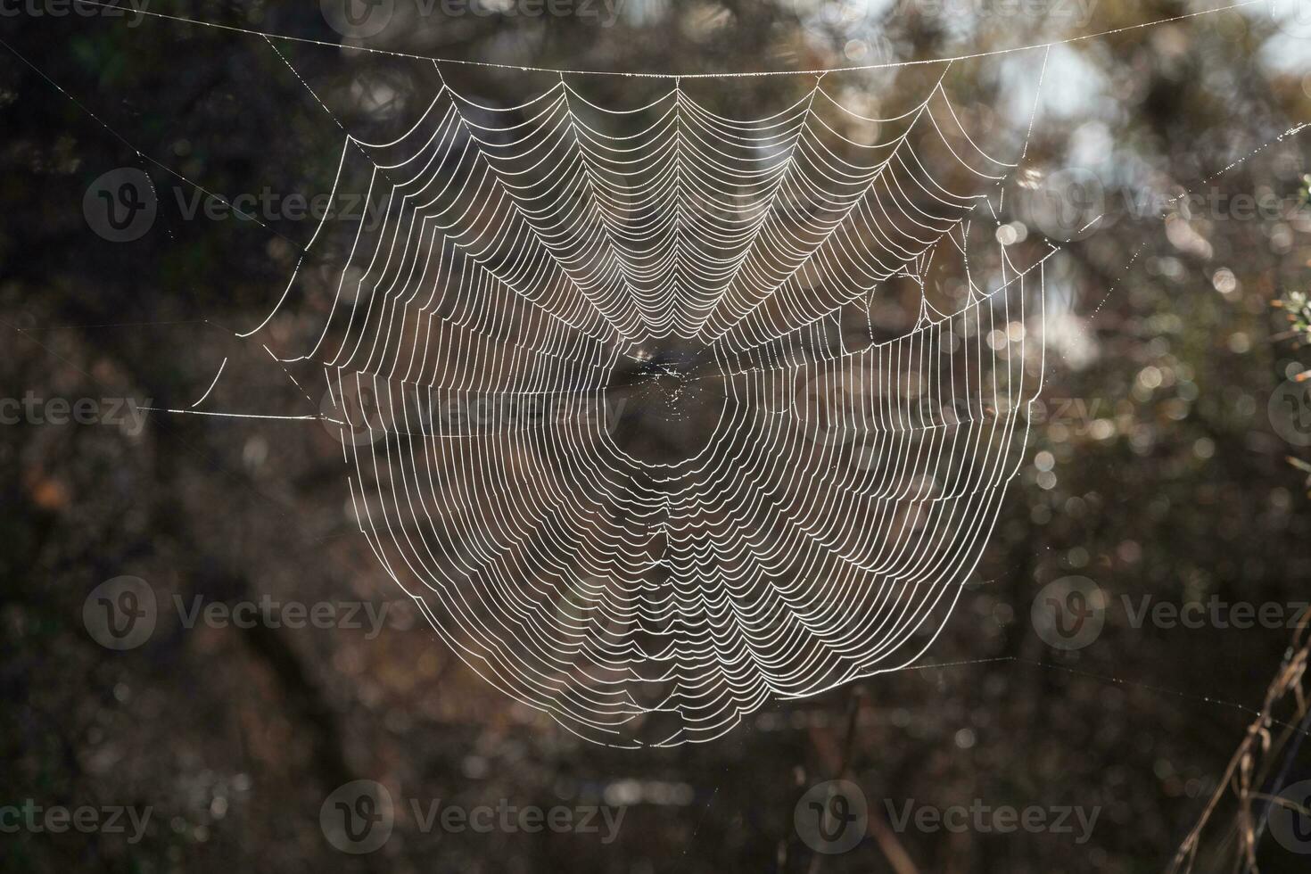 Intricate spider web 30922534 Stock Photo at Vecteezy Intricate spider web 30922534 Stock Photo at Vecteezy