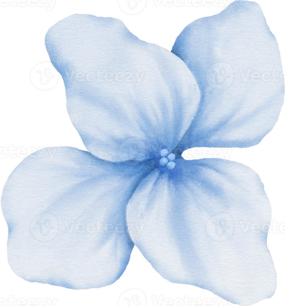 Flower Watercolor Element 30924633 Png