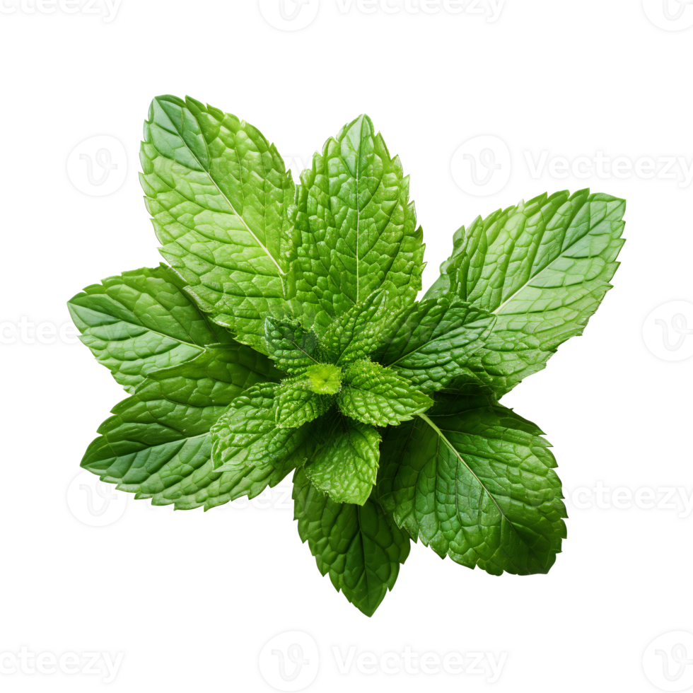 Fresh Mint Leaf Mint Leaves Isolated Created With Generative Ai 30963634 Png