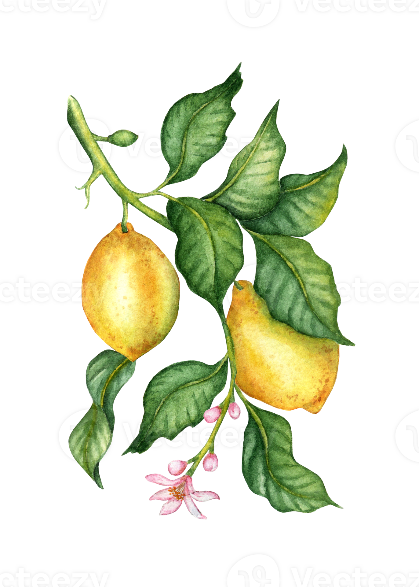 Watercolor Illustrations Of Tropical Fruits Flowers And Green Leaves Of Yellow Lemons