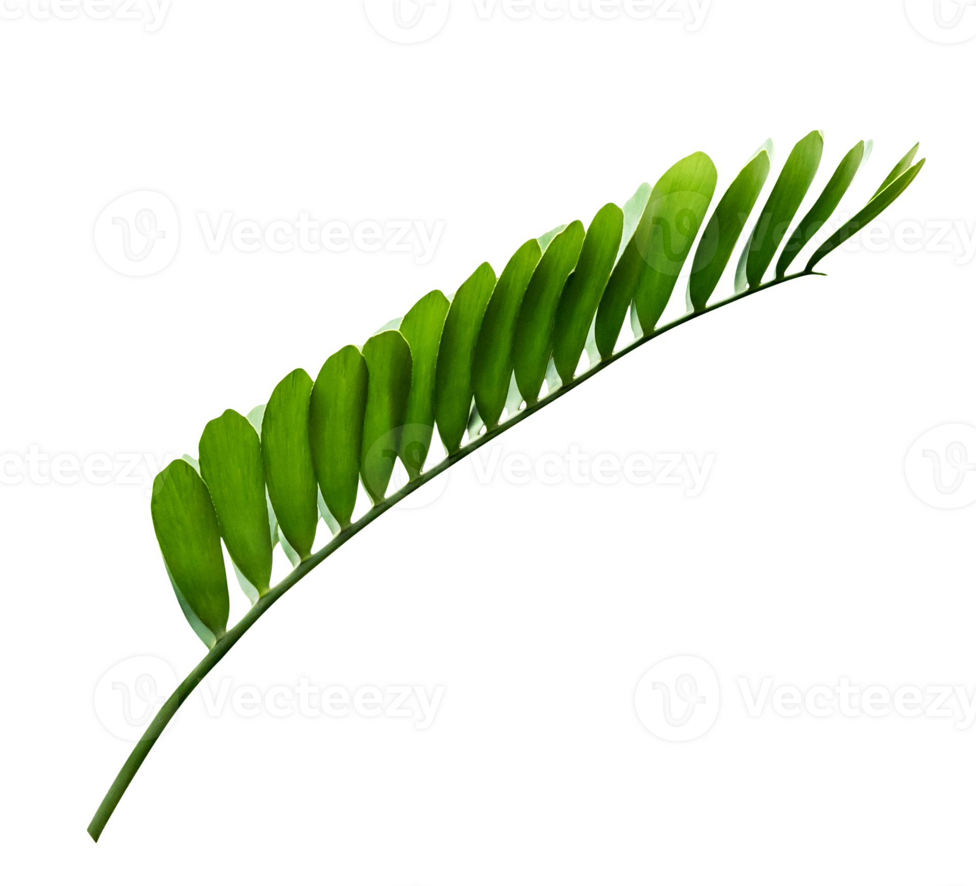Green Leaves Pattern Leaf Tree Isolated 31130770 Png