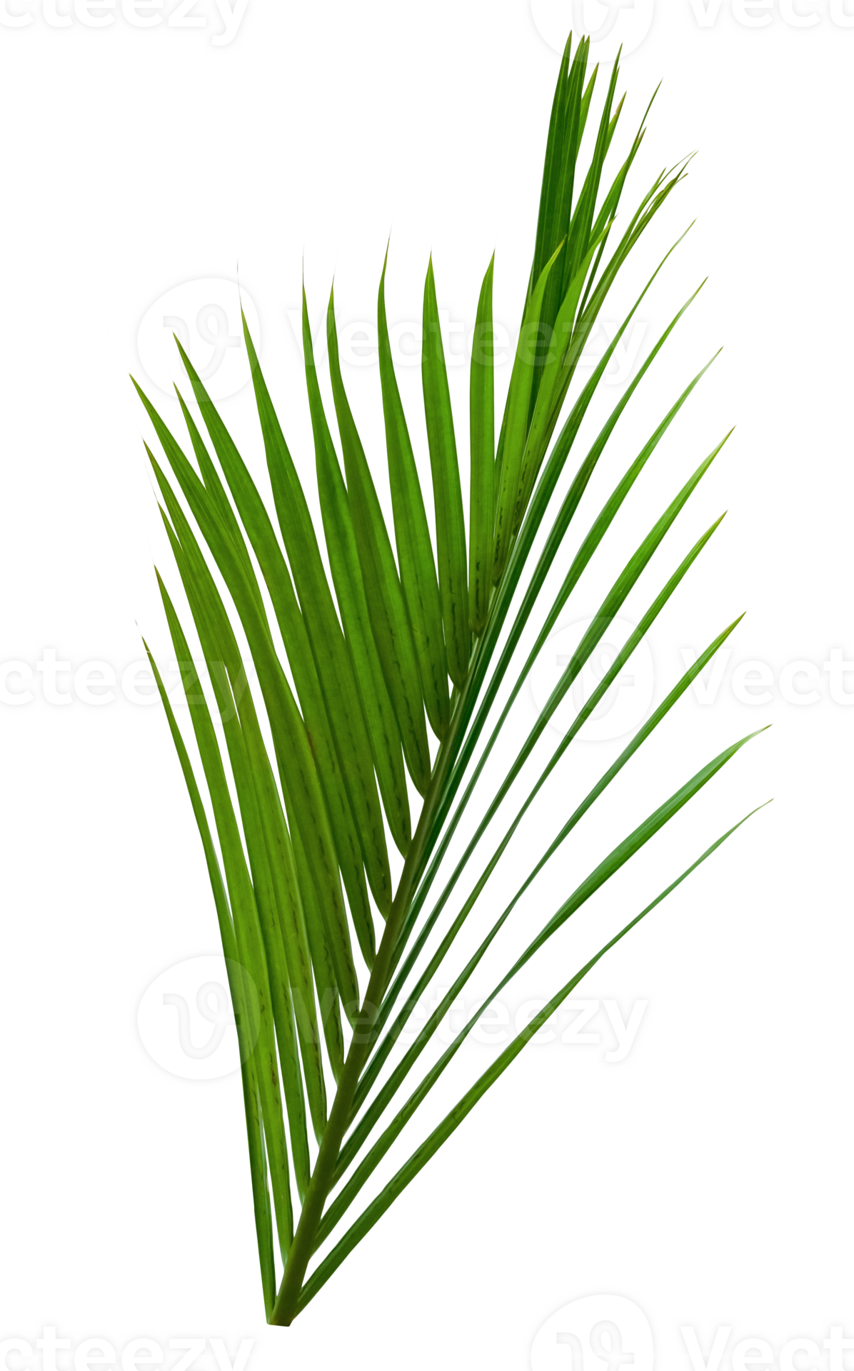 Green Leaves Pattern Leaf Palm Tree Isolated 31130781 Png