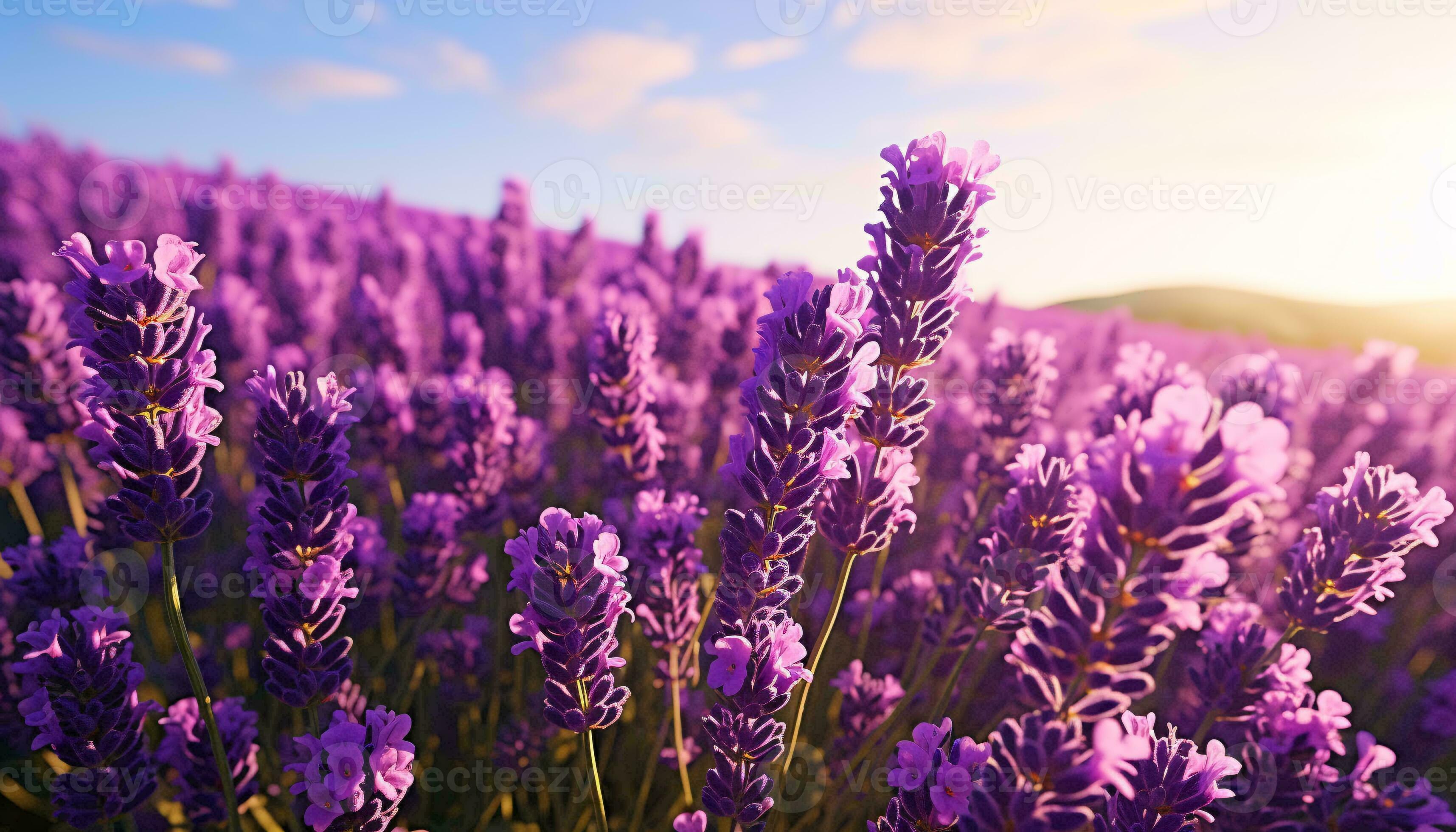 A vibrant lavender field with the sun shining behind it AI Generated ... A vibrant lavender field with the sun shining behind it AI Generated ...
