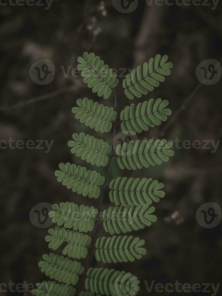 Moody green Compound Leaf Structure. 31383147 Stock Photo at Vecteezy Moody green Compound Leaf Structure. 31383147 Stock Photo at Vecteezy