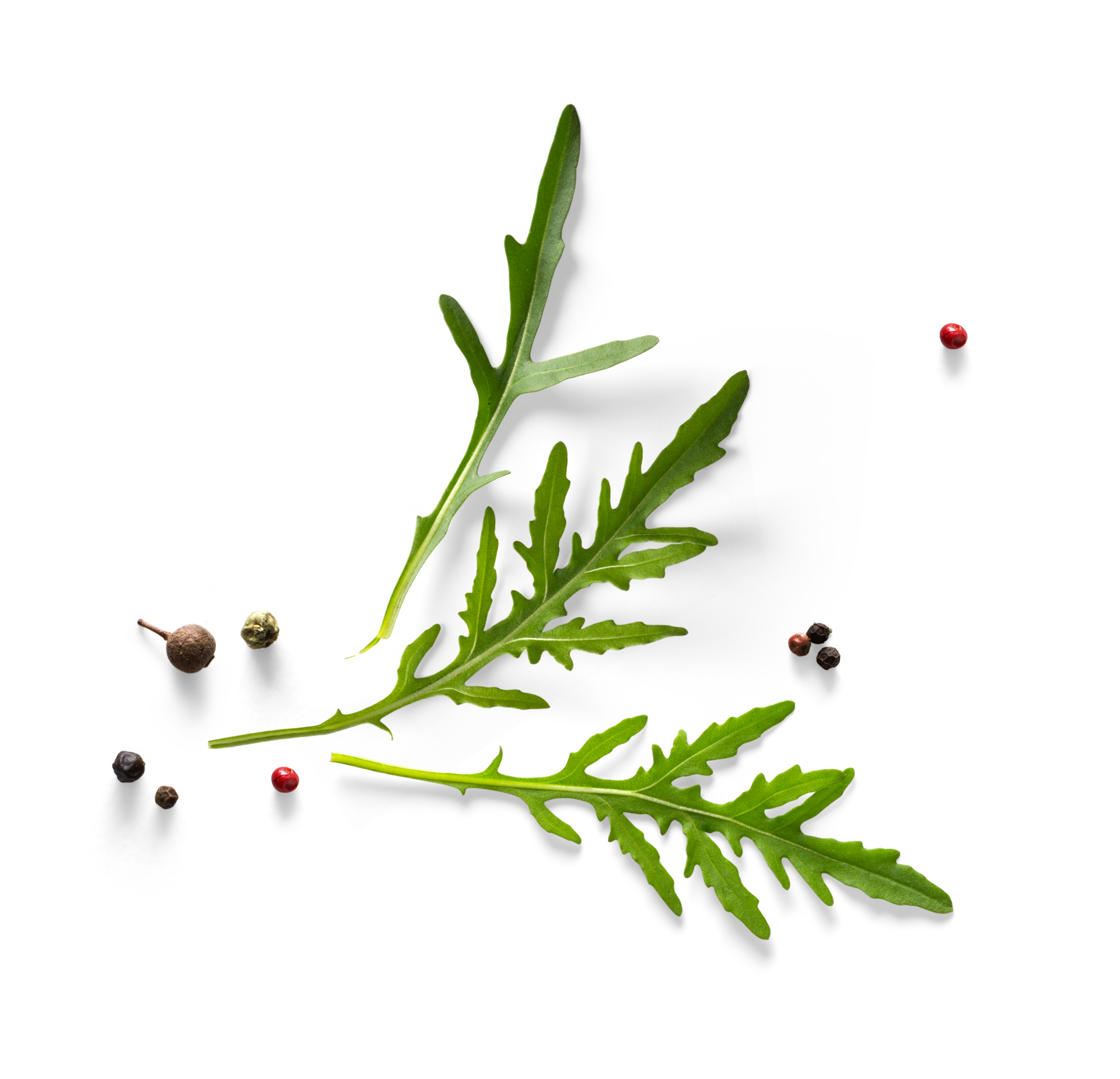 Spices and herbs with real transparent shadow on transparent background ... Spices and herbs with real transparent shadow on transparent background ...